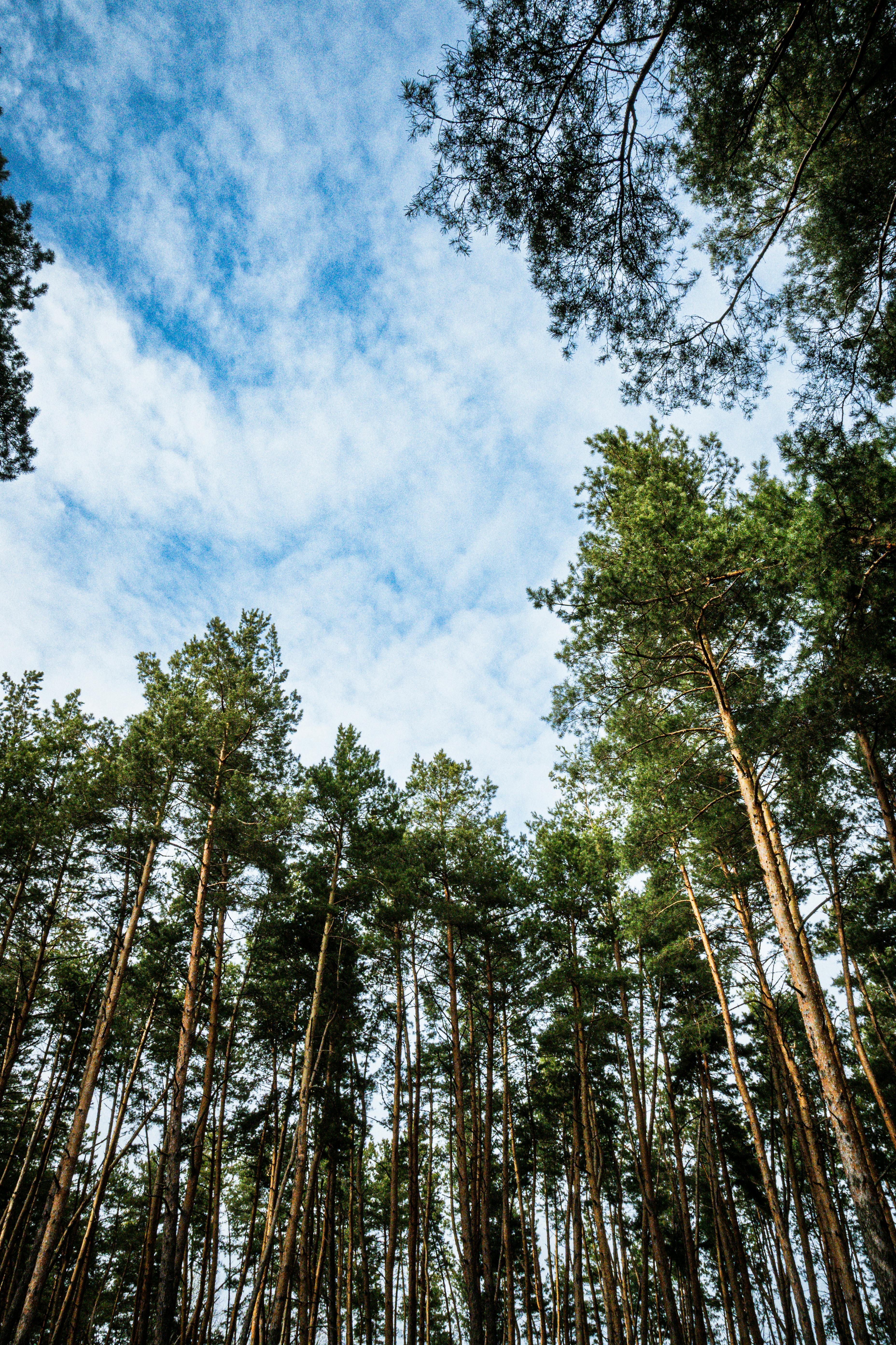 Evergreen Trees in Forest · Free Stock Photo