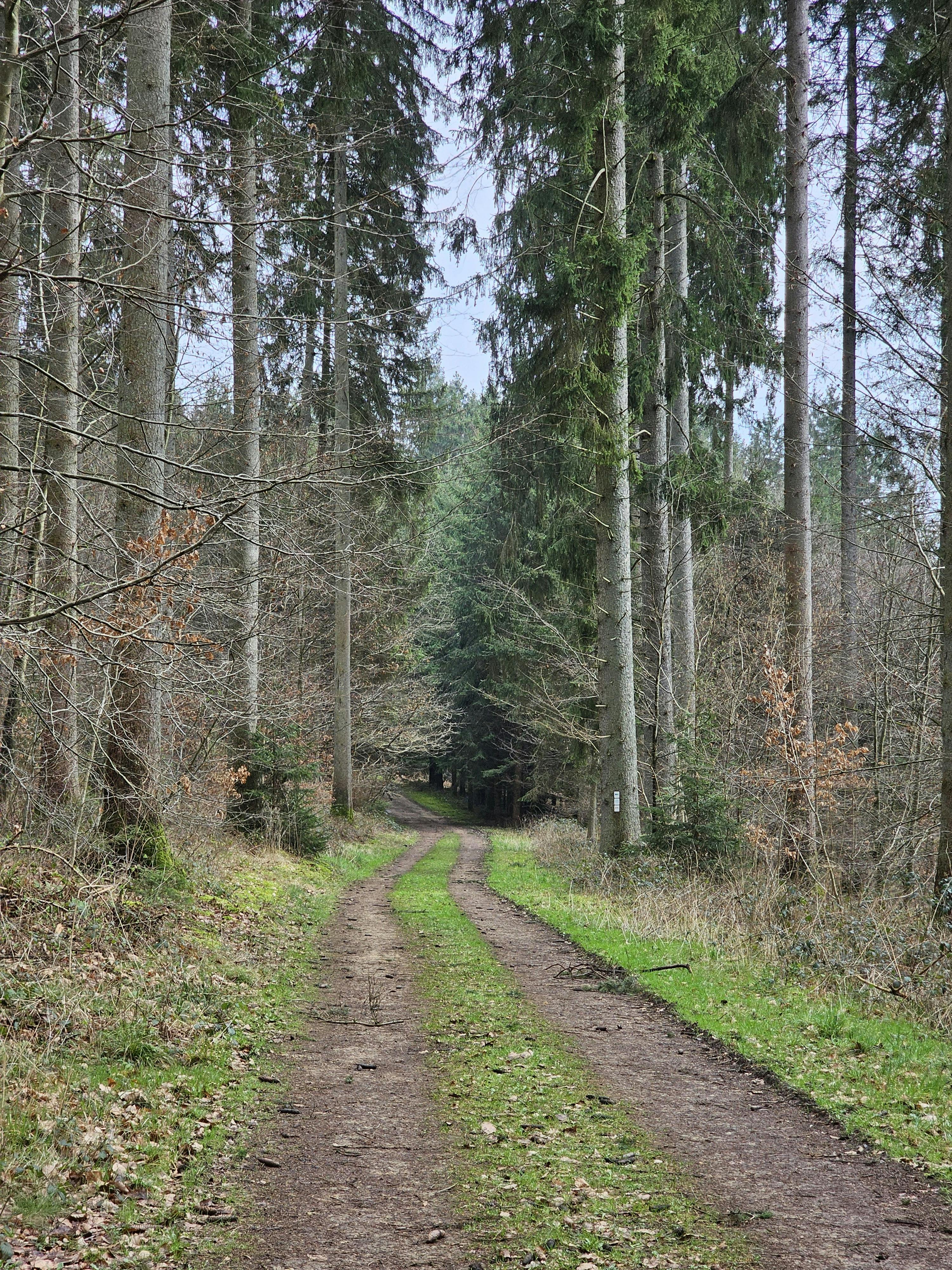 Dirt Road in Woods · Free Stock Photo