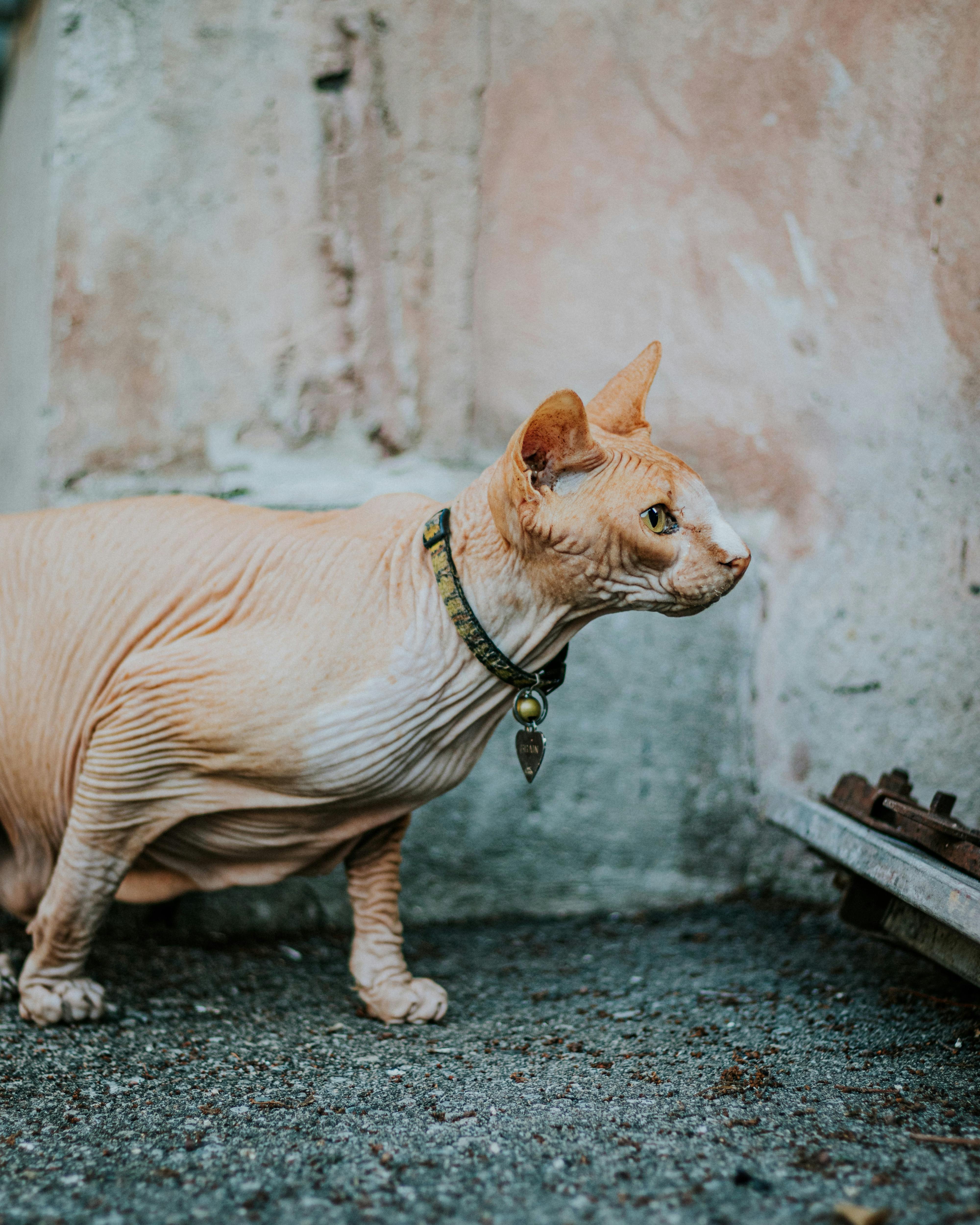 Bald Cat near Wall · Free Stock Photo