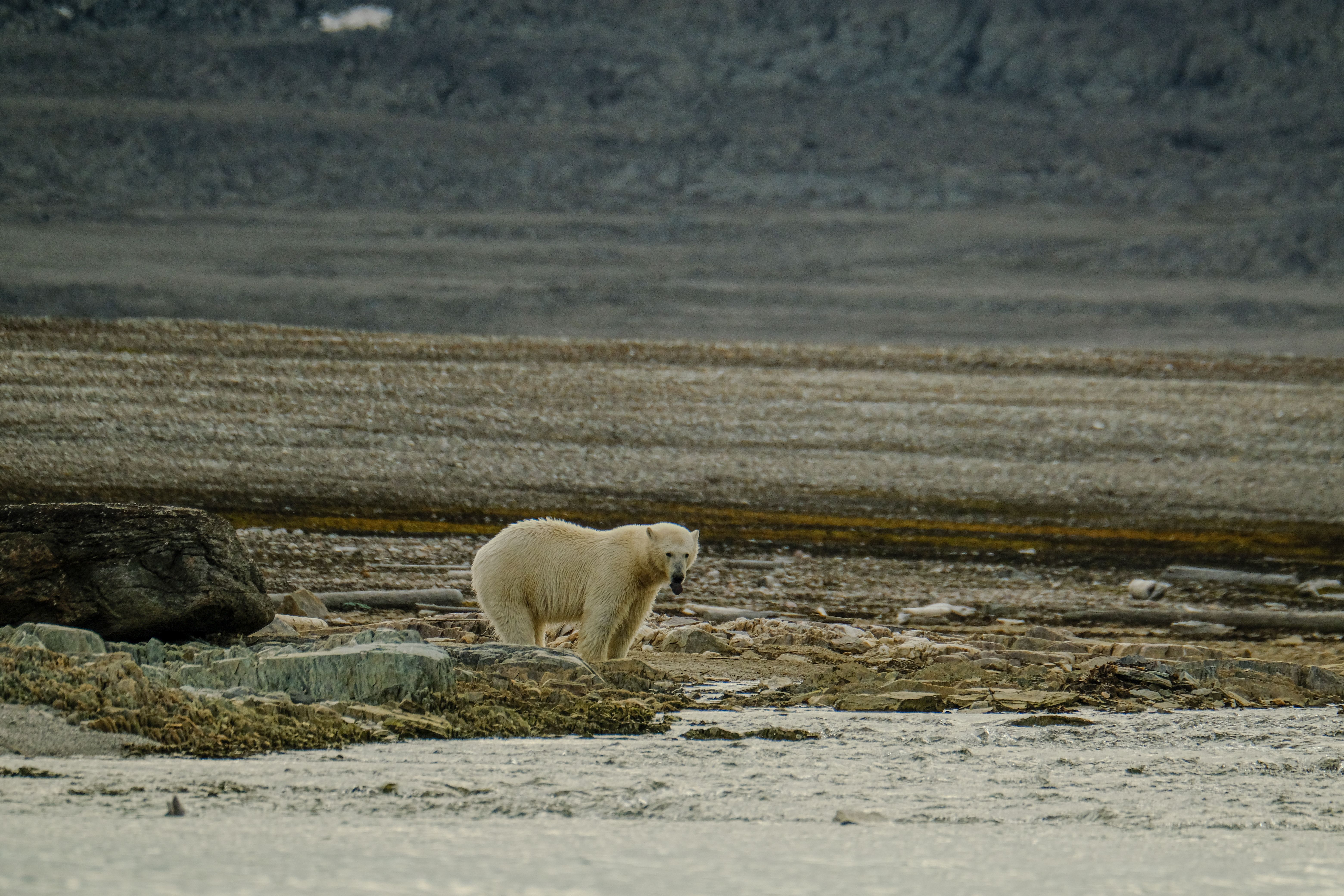 Polar Bear on Cold, Barren Sea Shore · Free Stock Photo