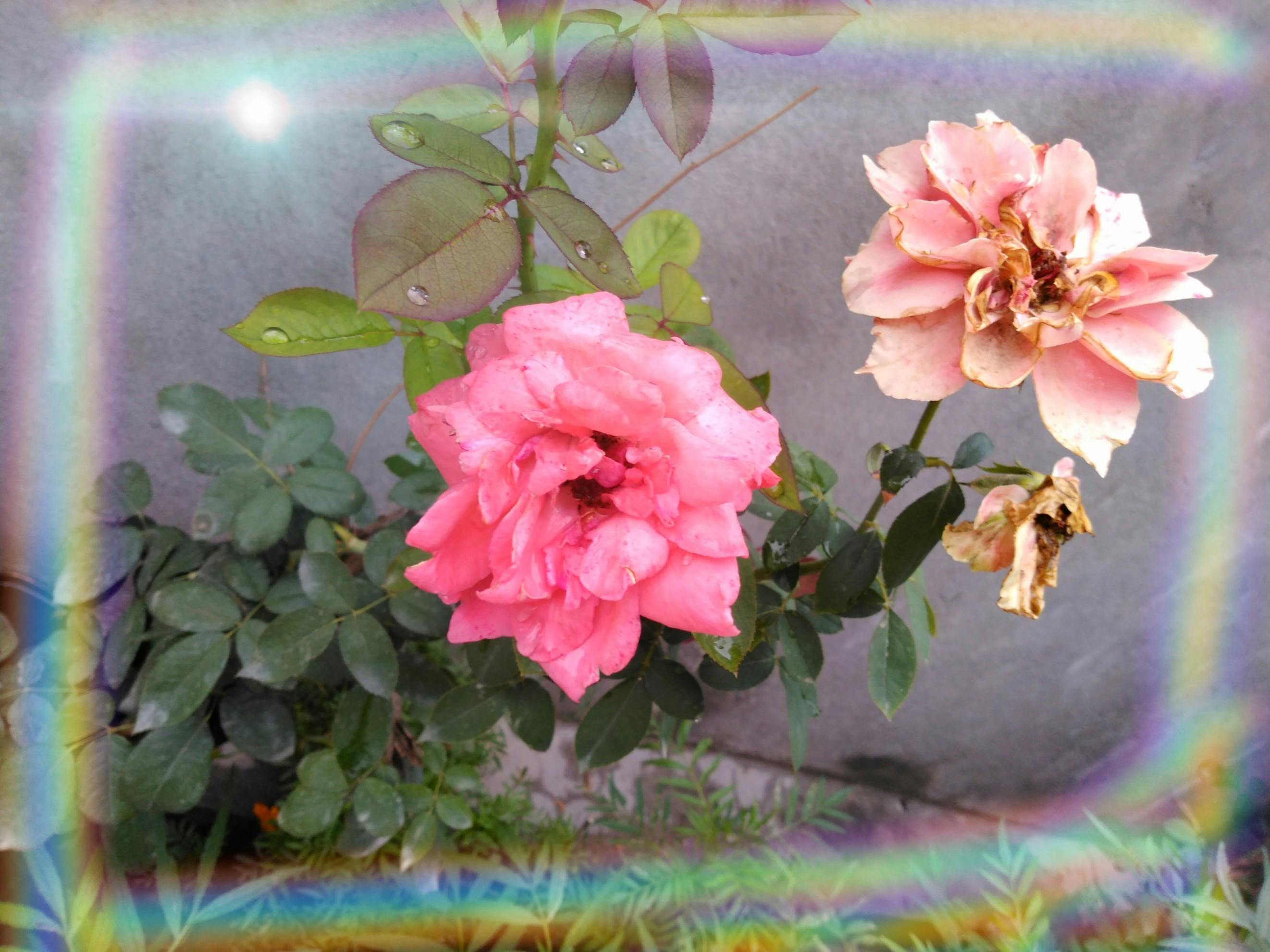 Flowers 11 Photos & Videos Collected by Ankit Sharma