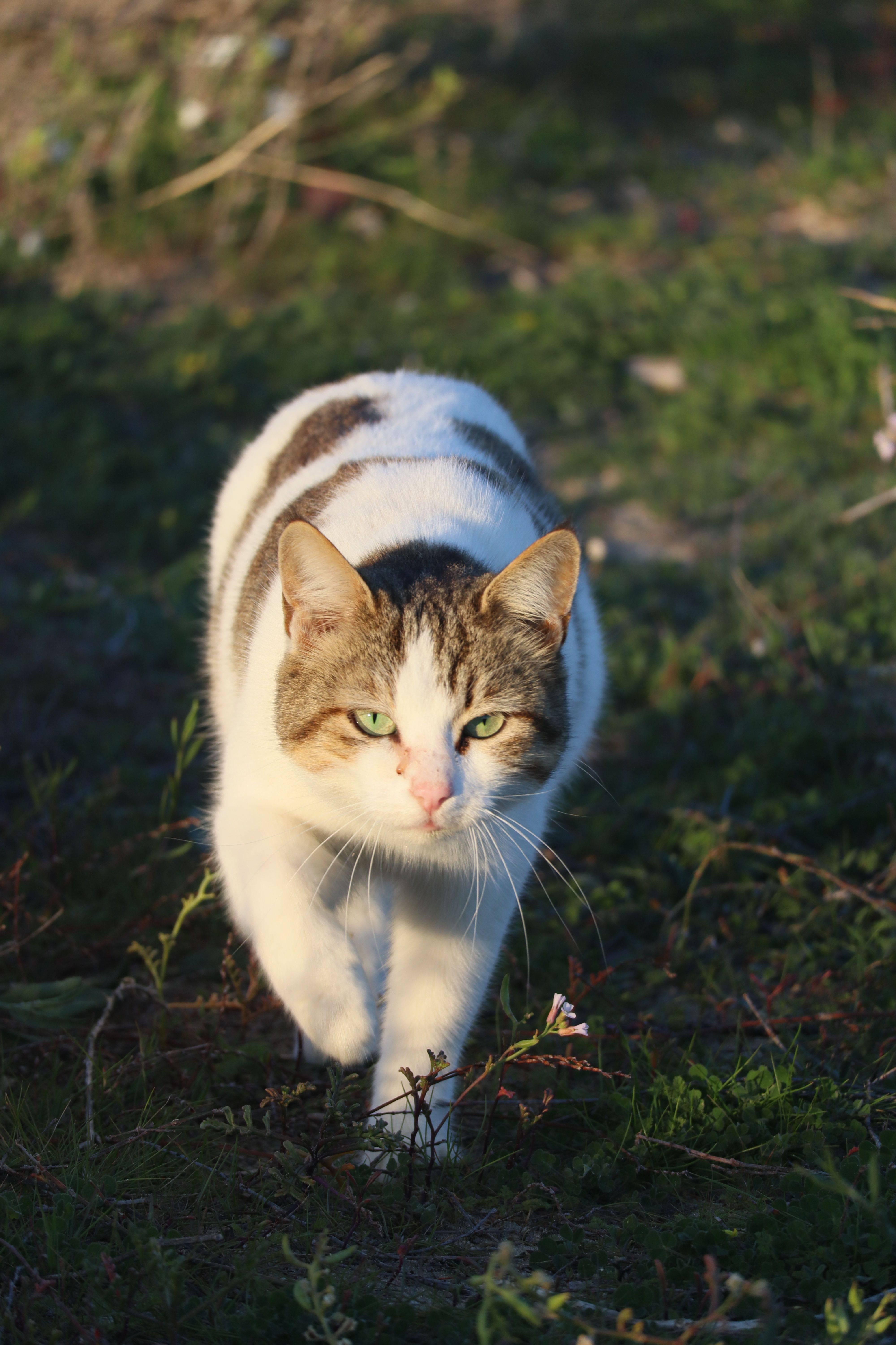 Cat Sneaking in Garden · Free Stock Photo