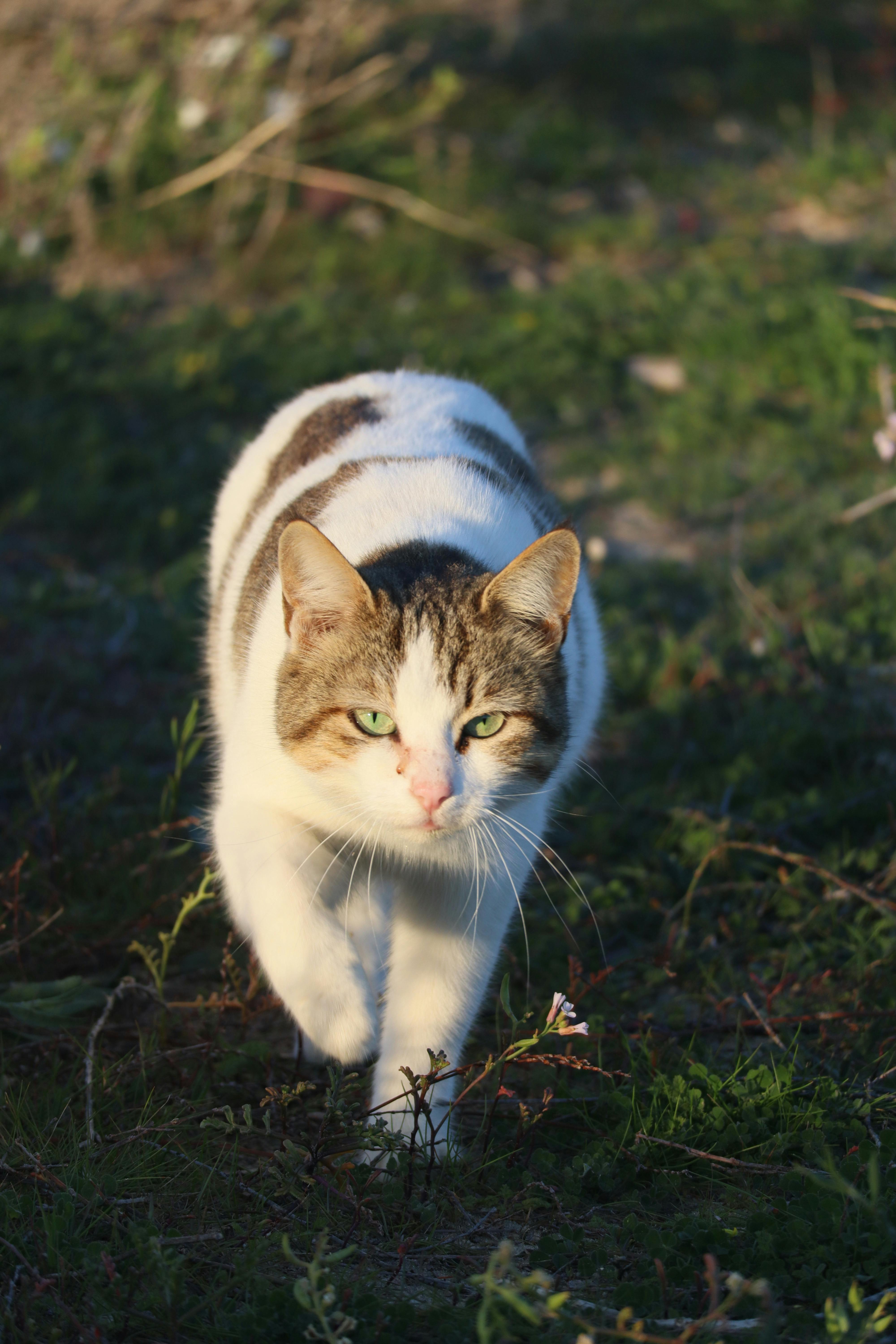 Cat Sneaking in Garden · Free Stock Photo