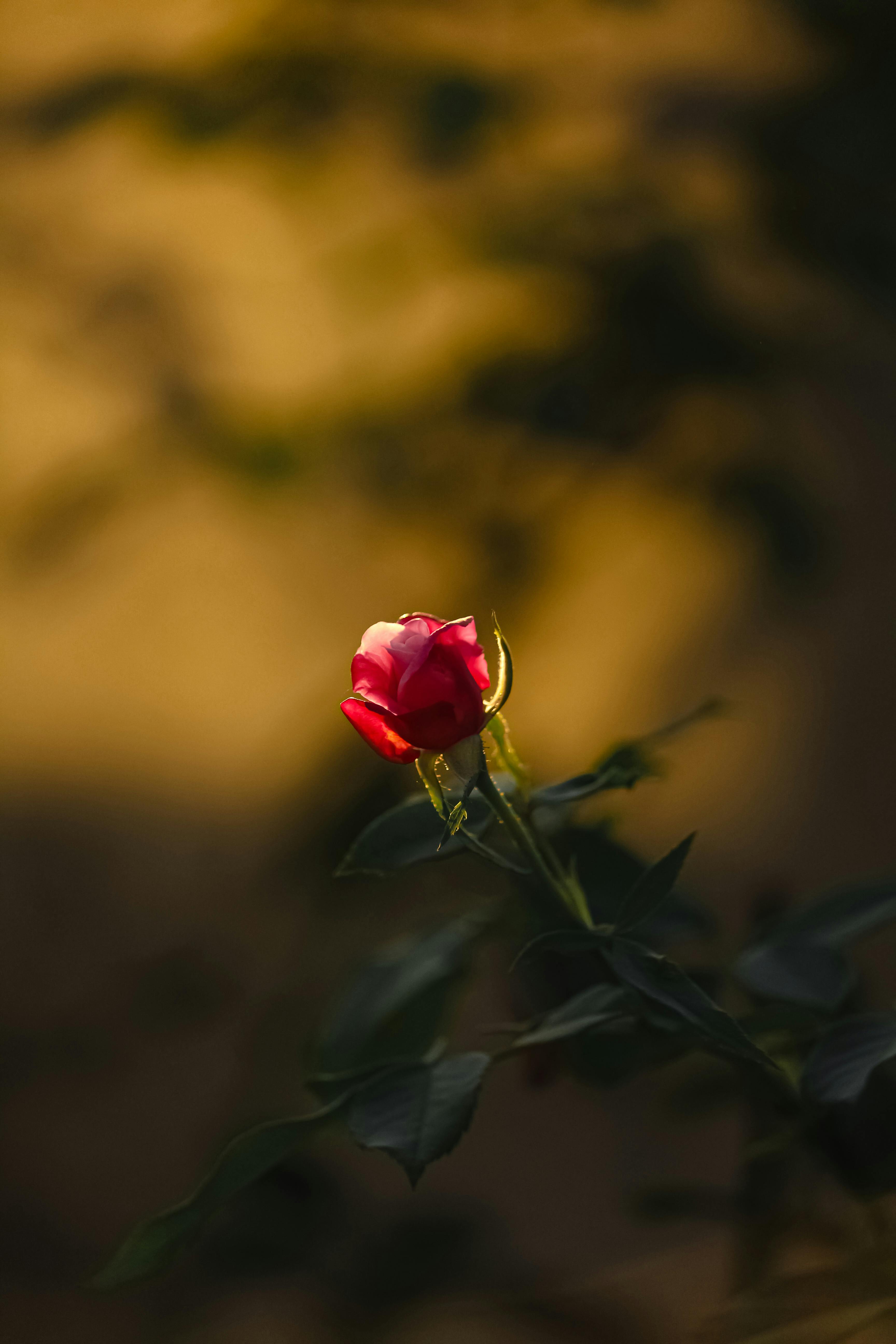 Single Blooming Rose · Free Stock Photo