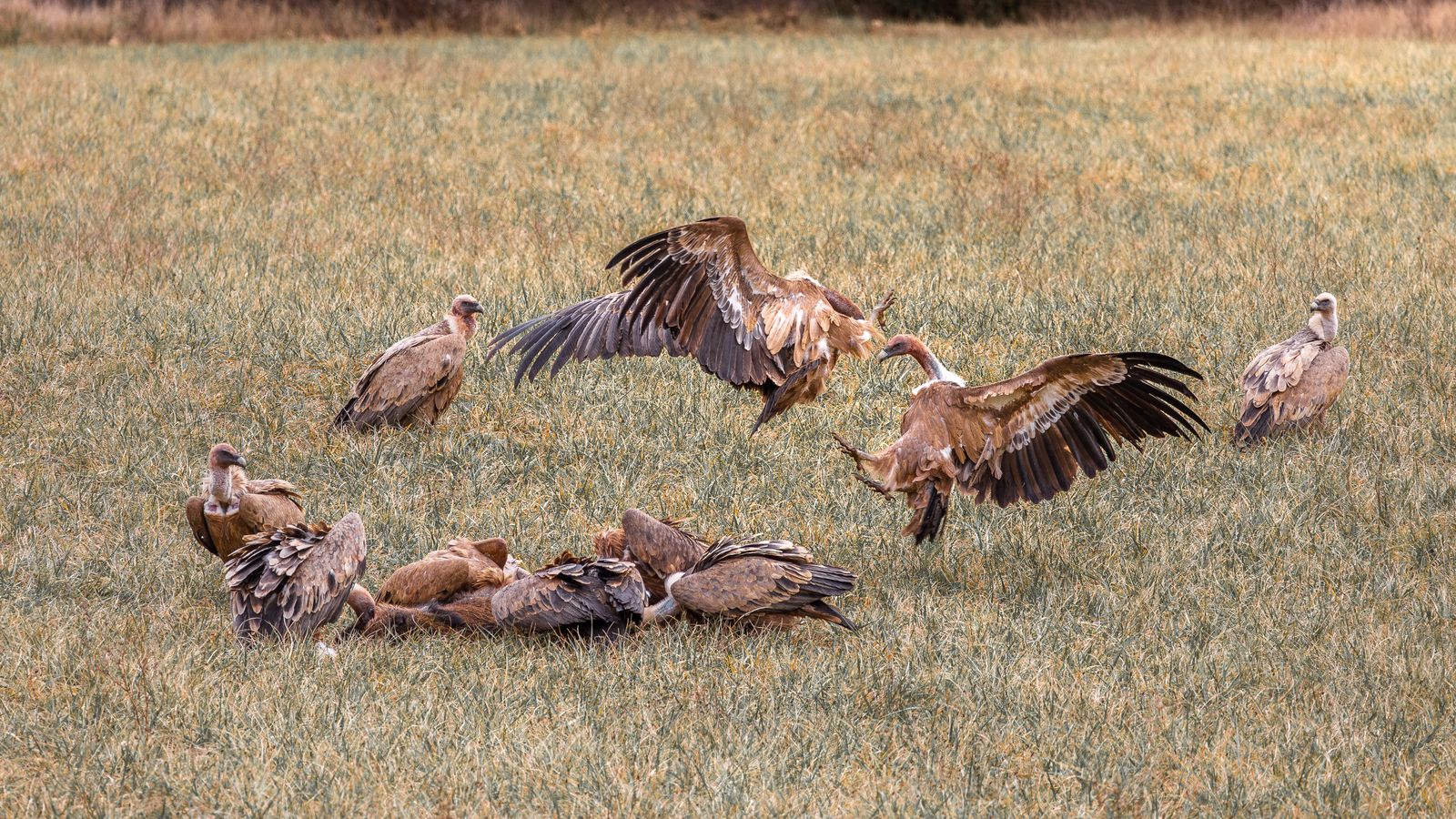 Four Huge Vultures In Flight Photos, Download The BEST Free Four Huge ...