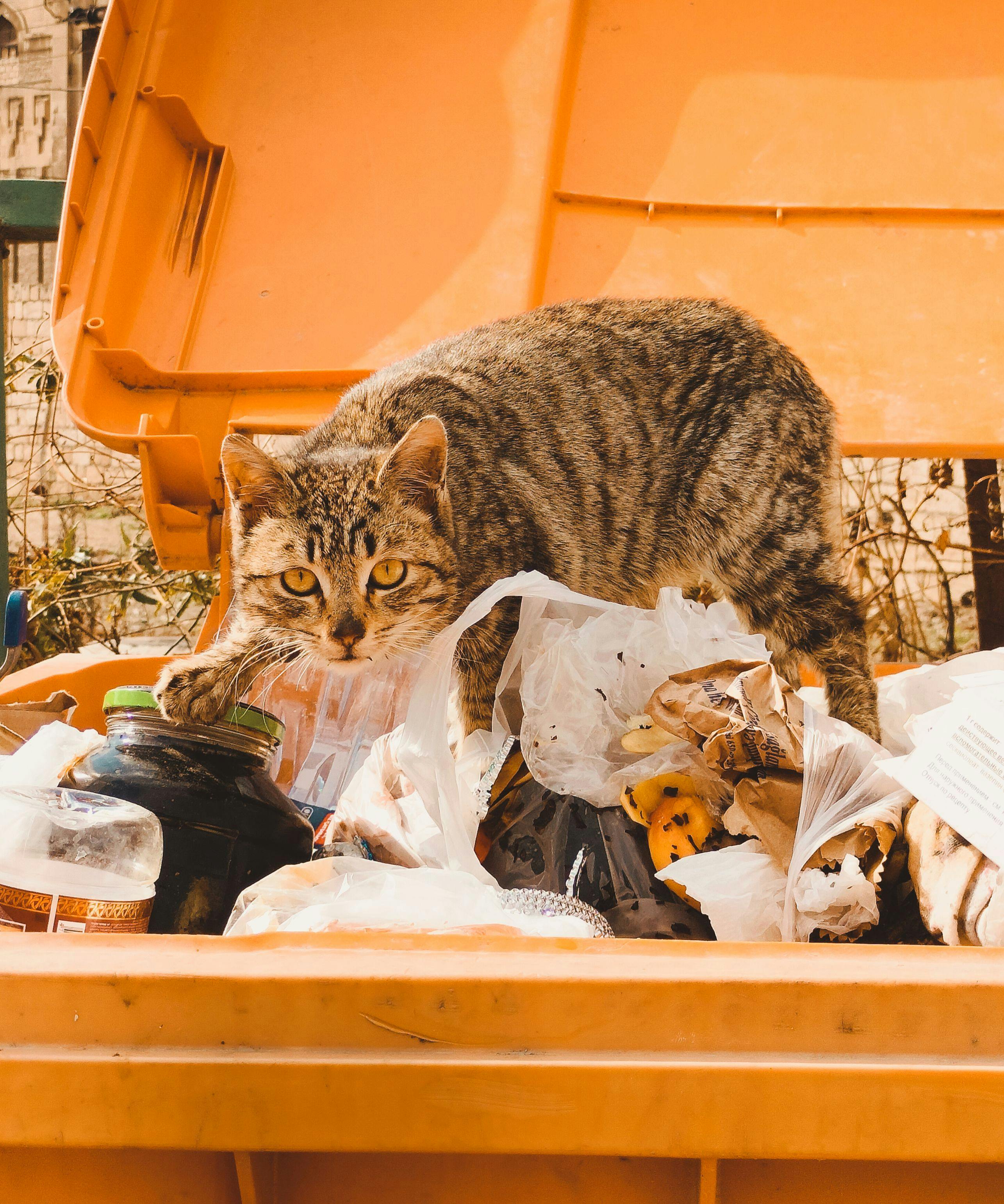 Stray Cat on an Orange Trash Can · Free Stock Photo