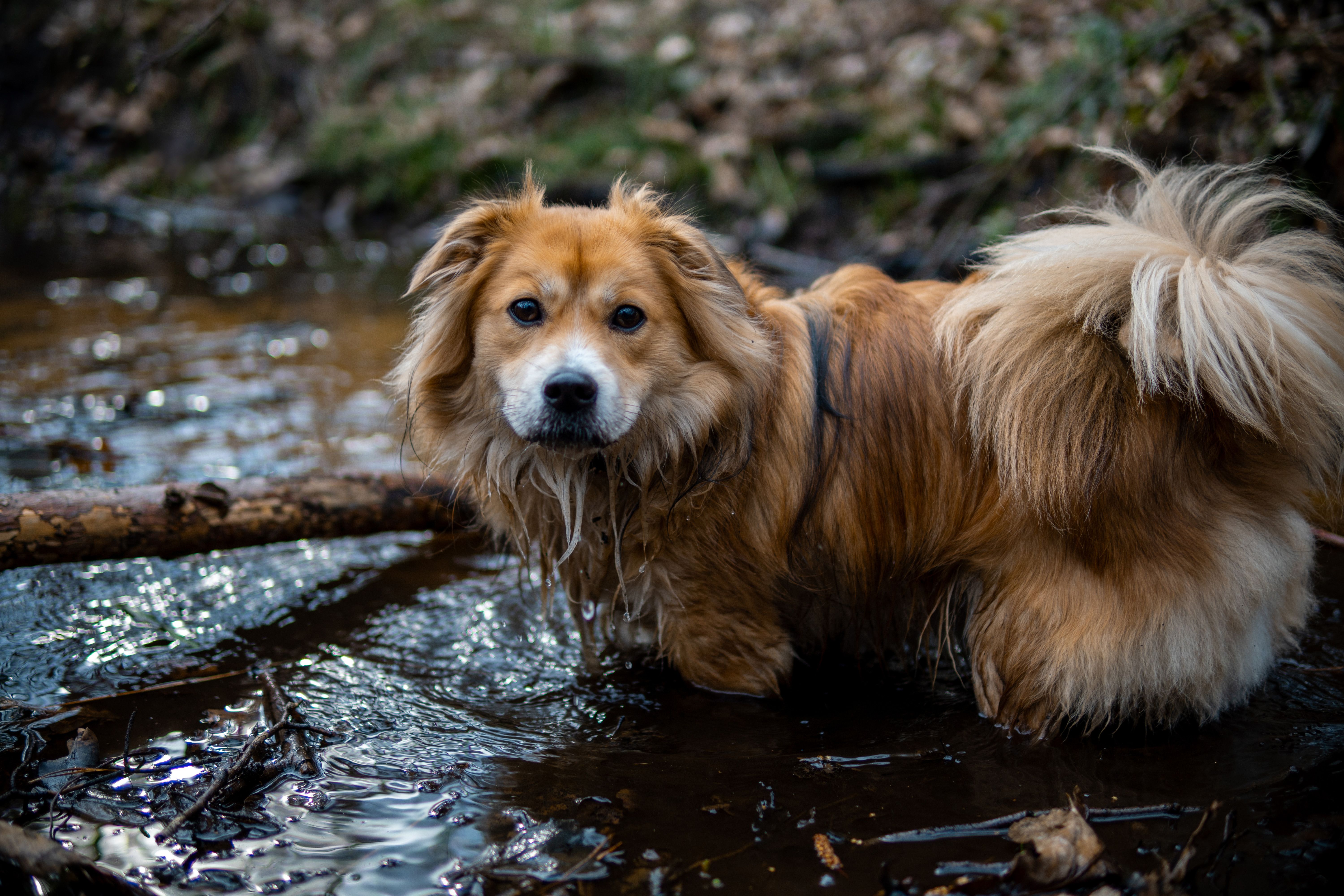 Wet Dog in a Forest Stream · Free Stock Photo