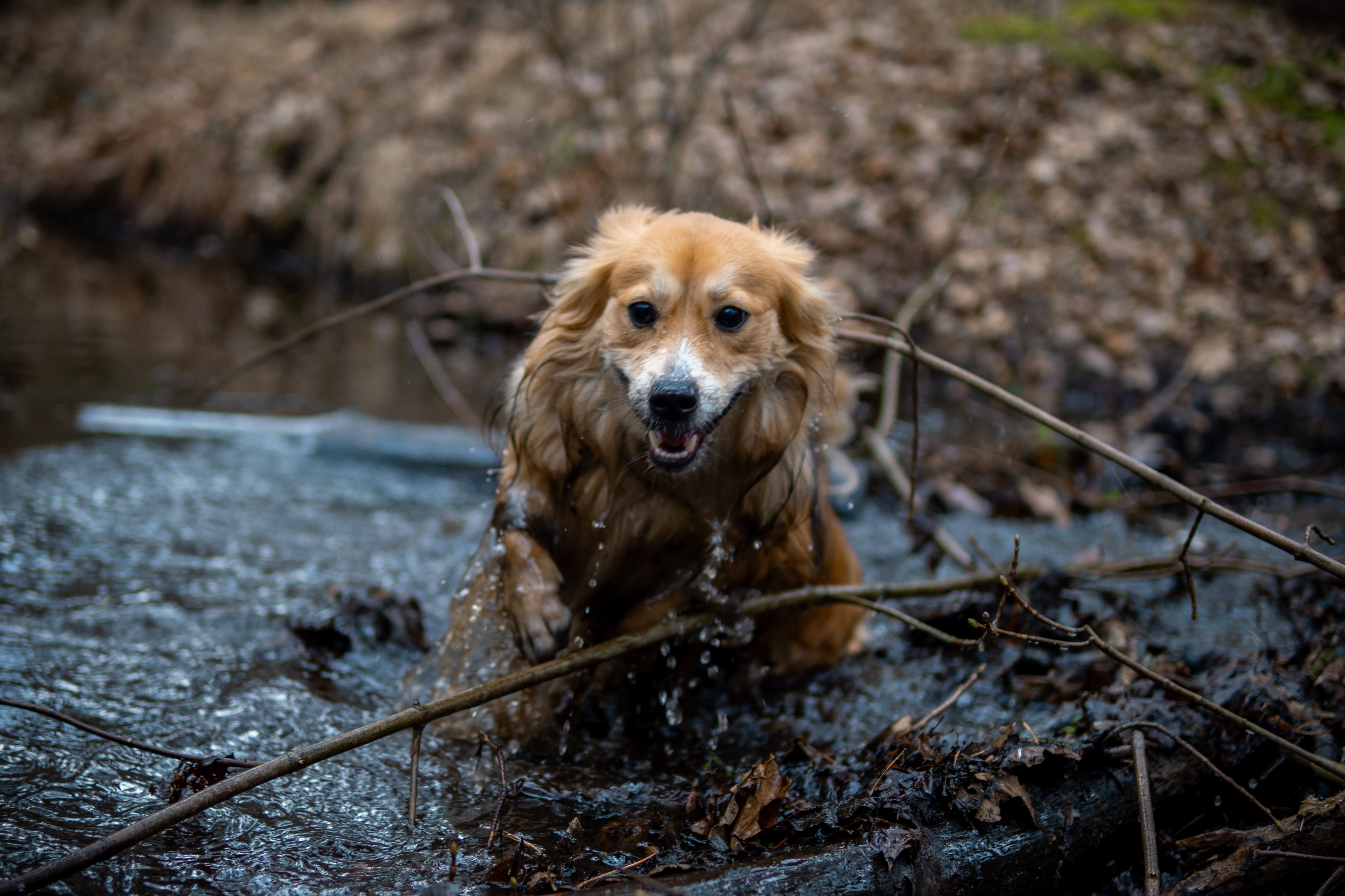 Small Dog Running Through a Forest Stream · Free Stock Photo