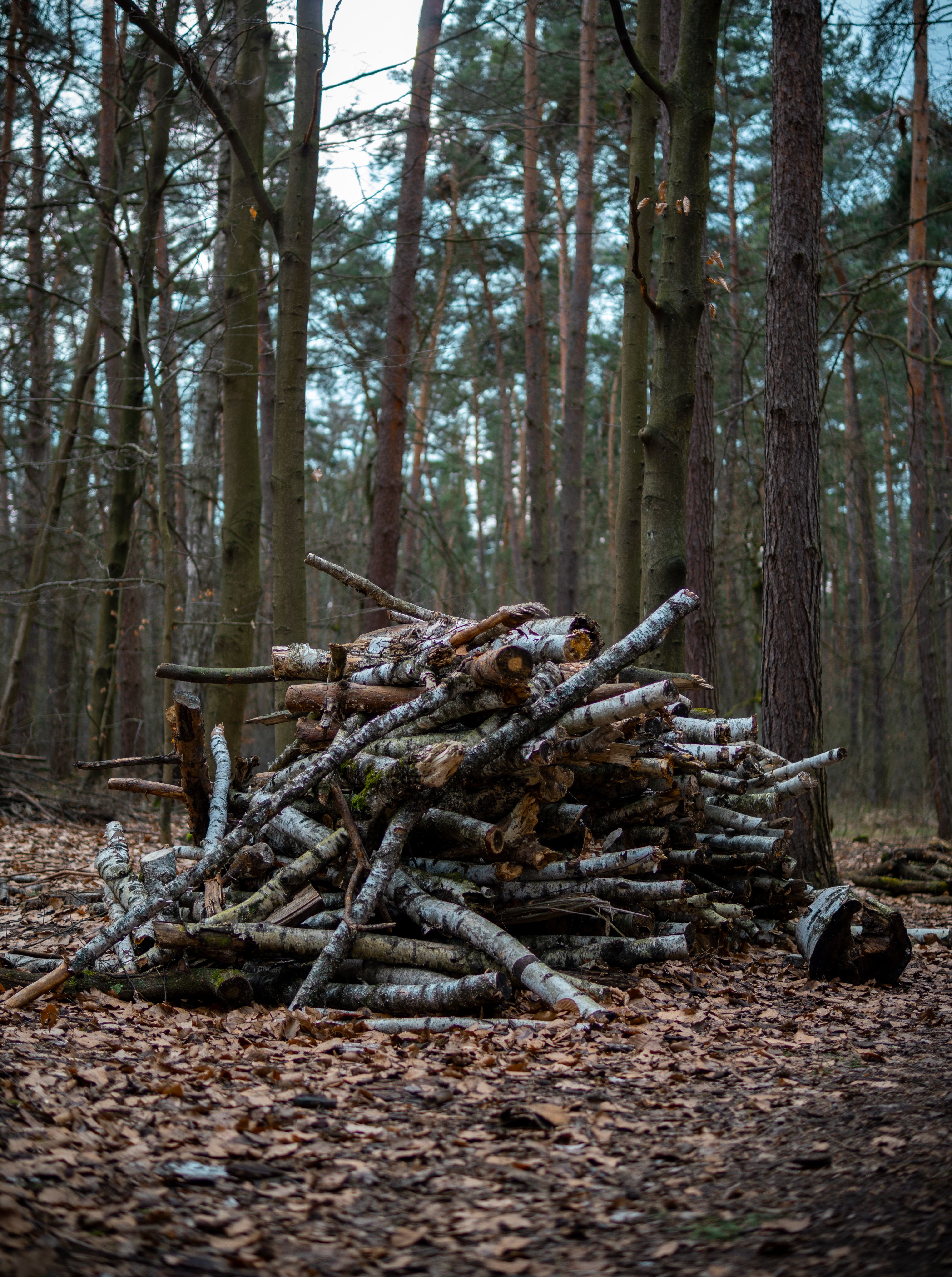 Pile of Cut Birch Trees in the Forest · Free Stock Photo