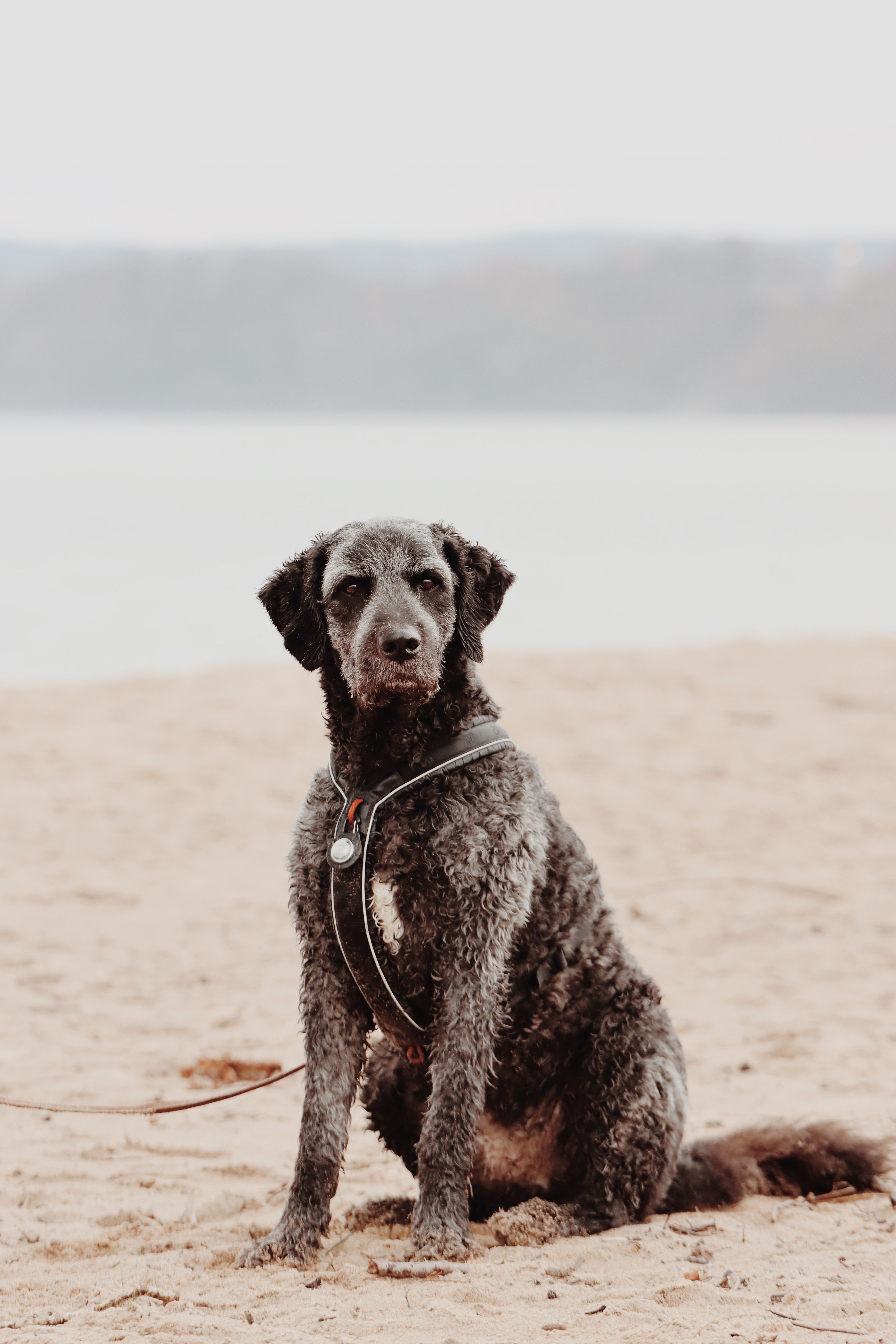 dog · Free Stock Photo