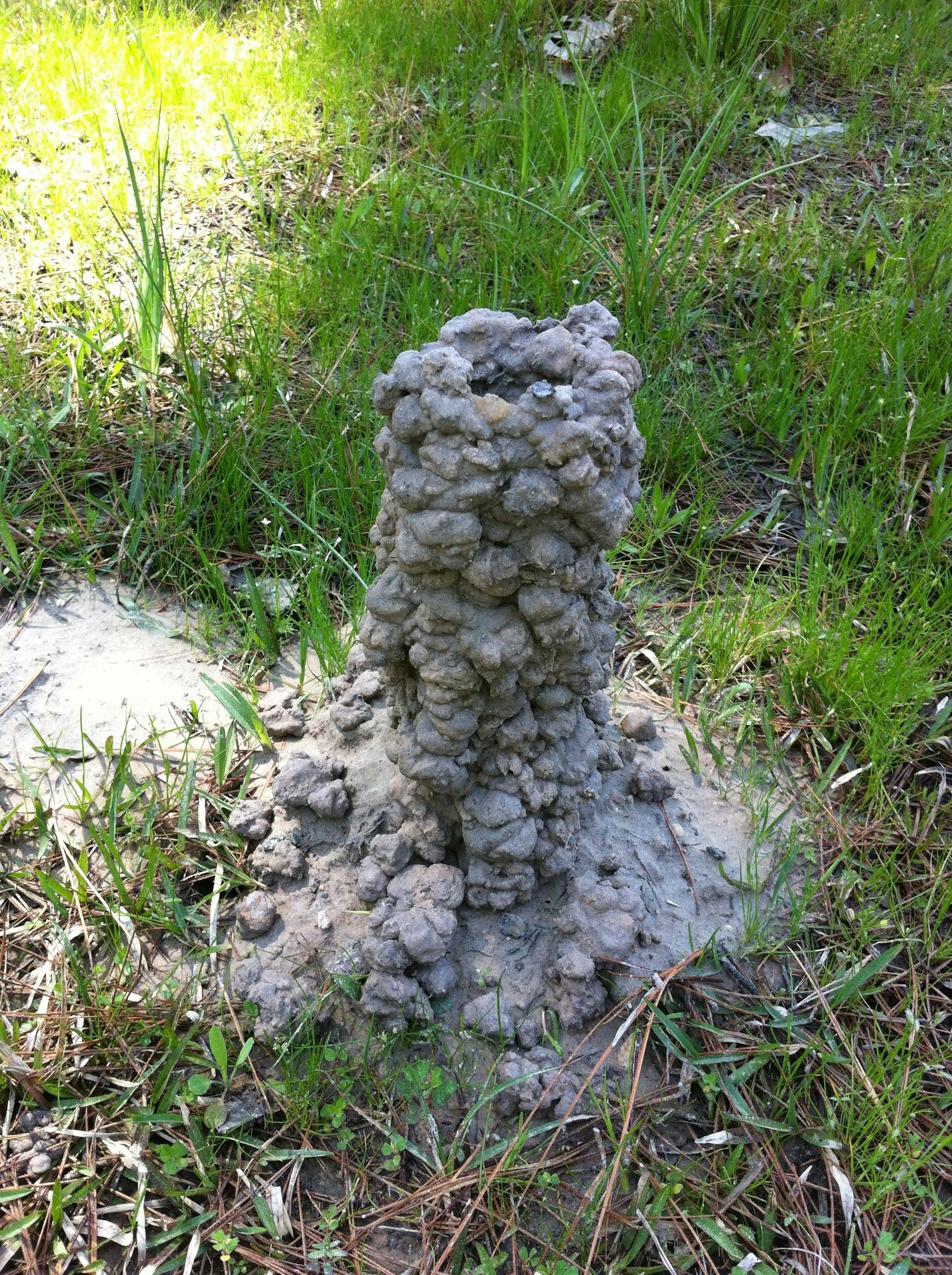 Free stock photo of crawfish, louisiana, mound
