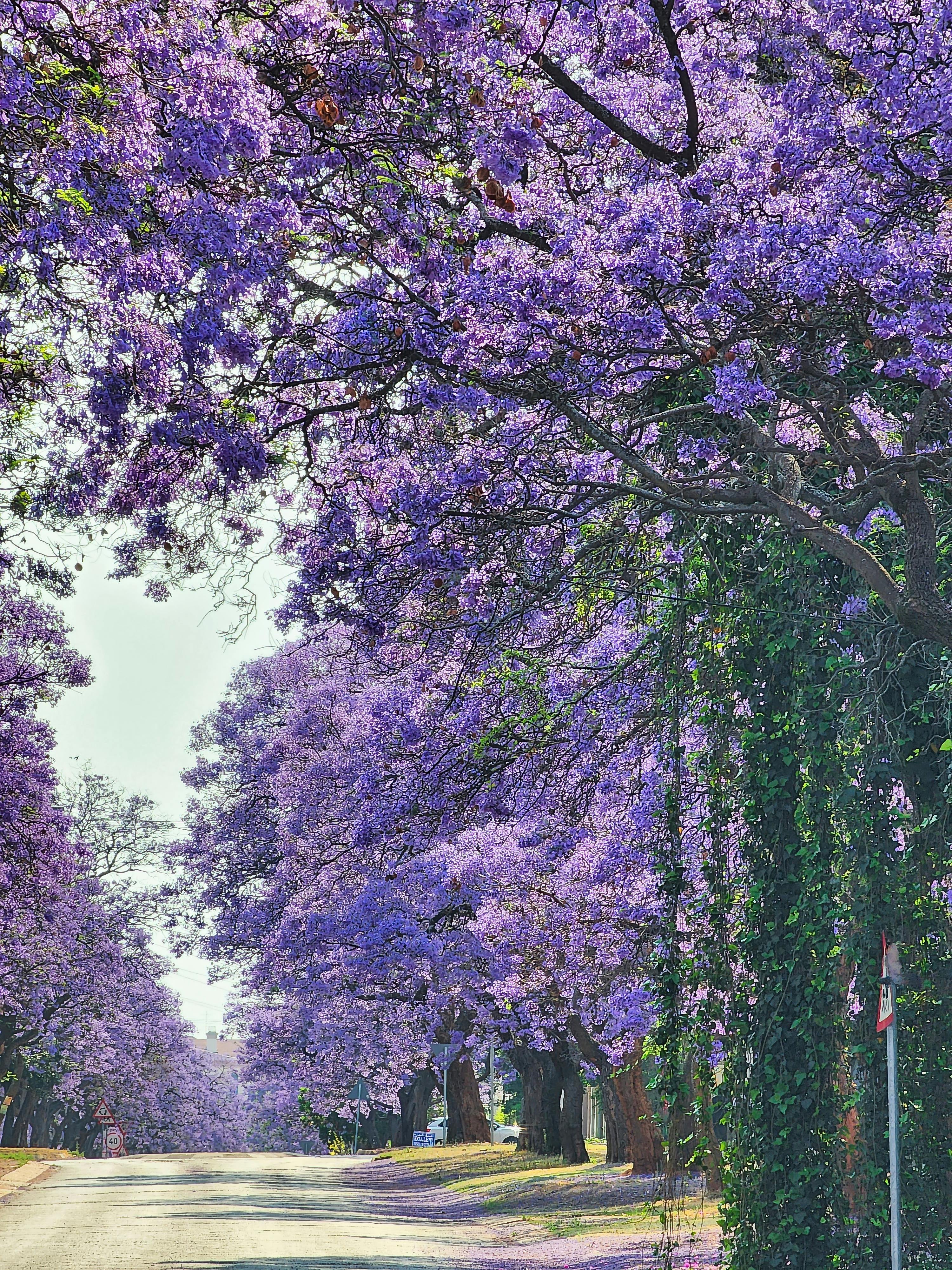 Two Purple Leaf Trees · Free Stock Photo