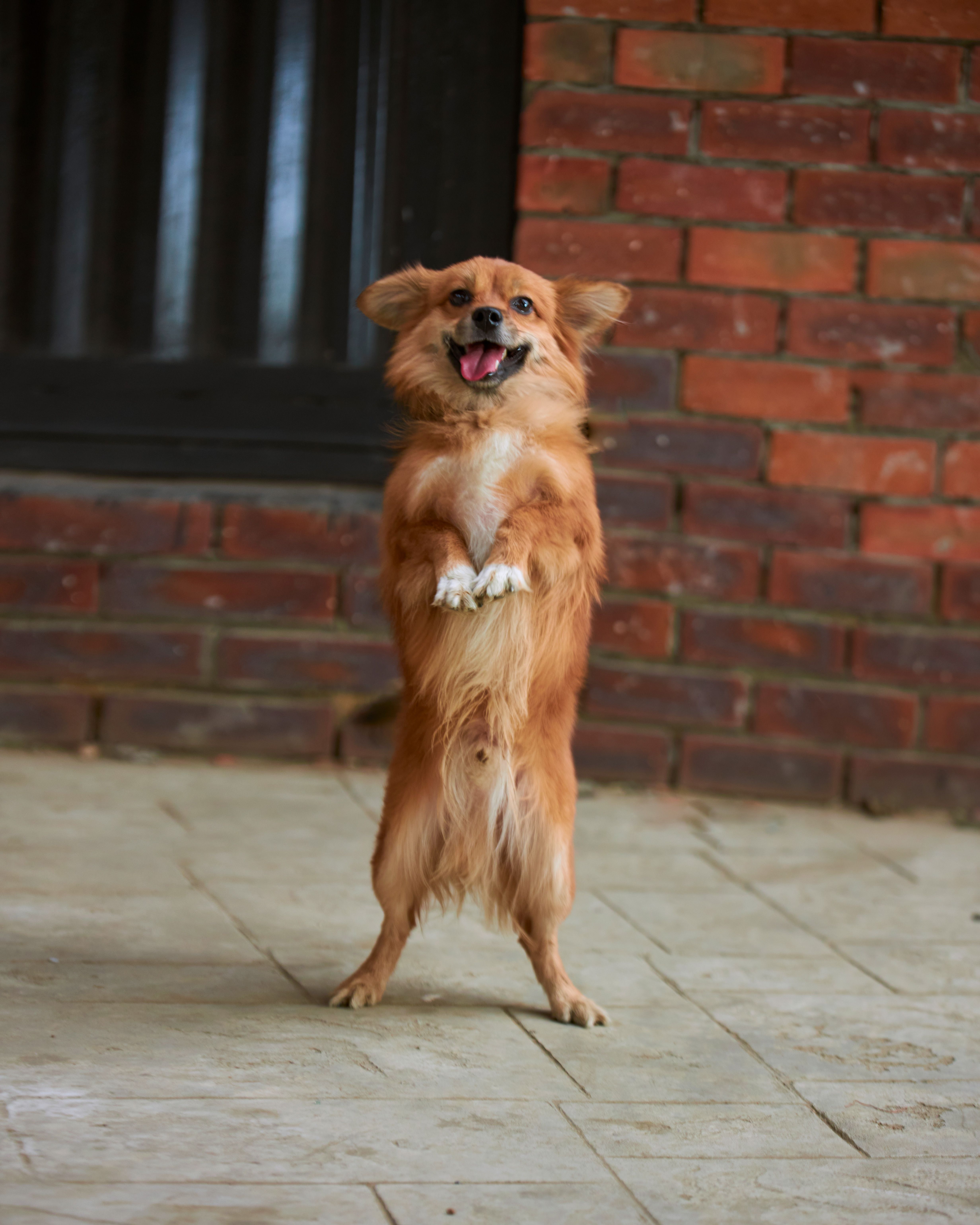Dog Standing on Pavement · Free Stock Photo