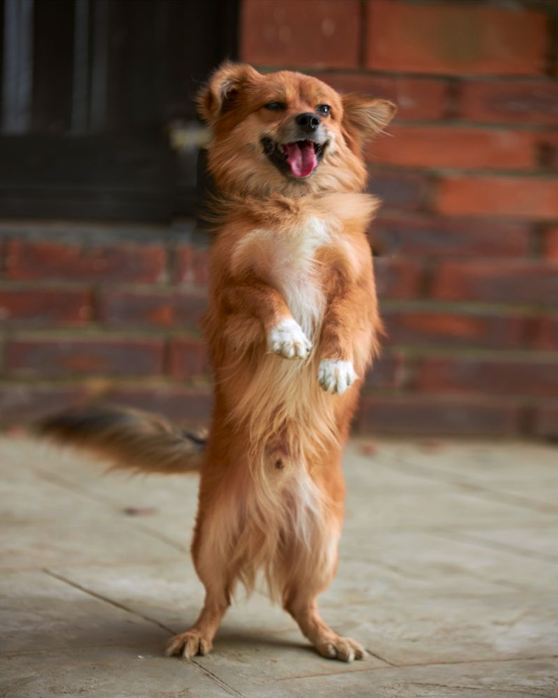 Dog Standing Photos, Download The BEST Free Dog Standing Stock Photos ...