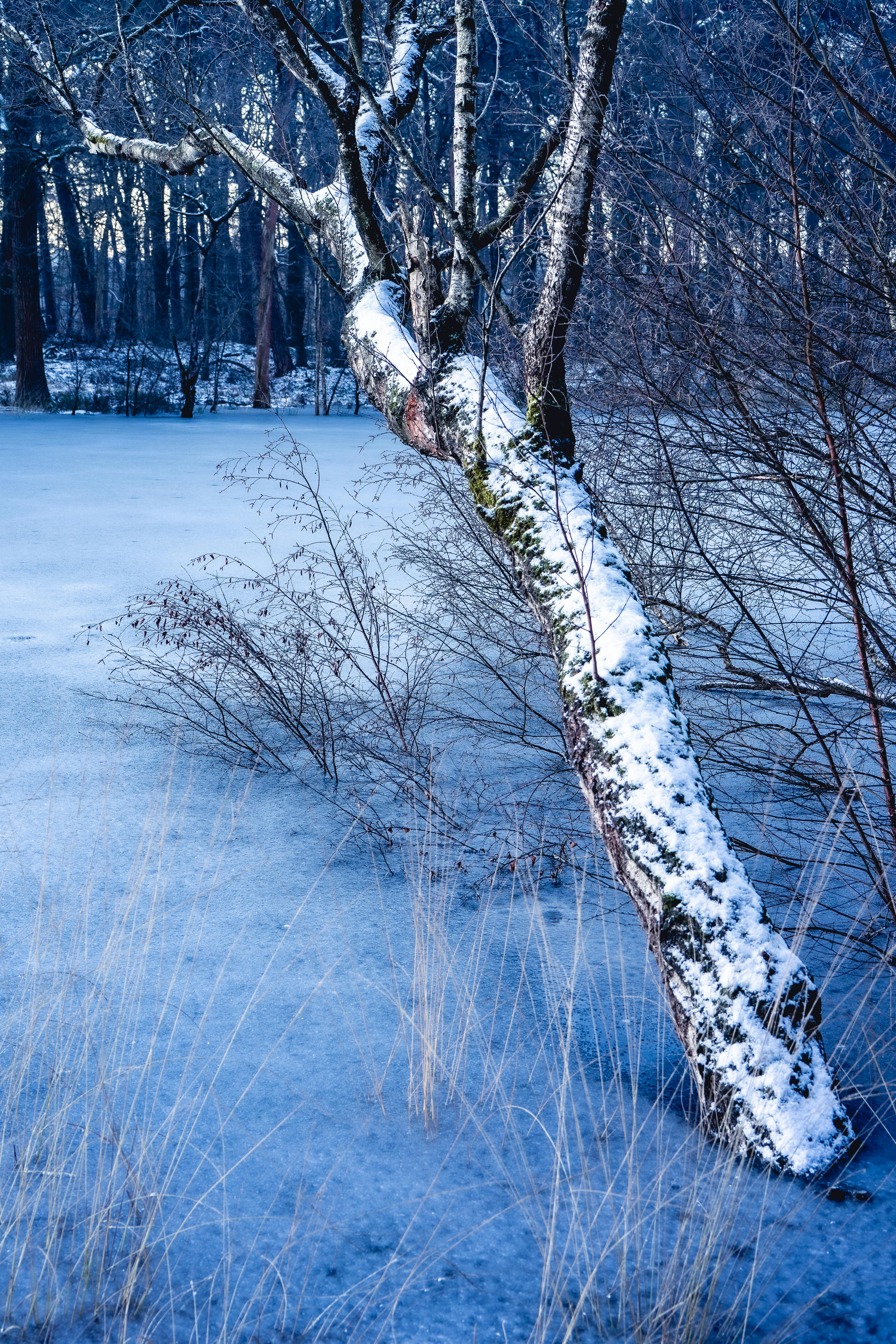 A tree covered with snow hanging over a frozen lake, in Oisterwijk, The ...