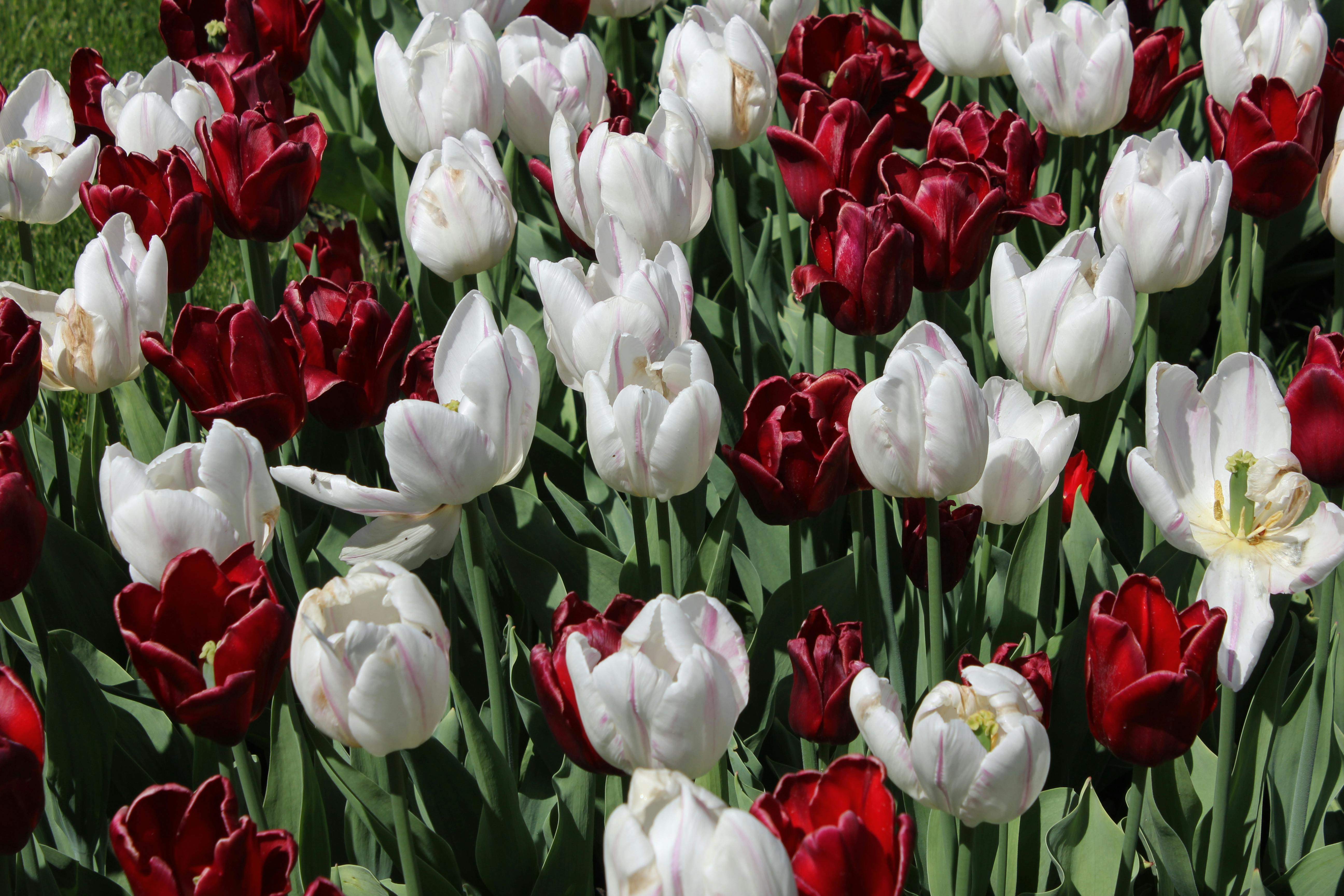 alex ohan - Photography