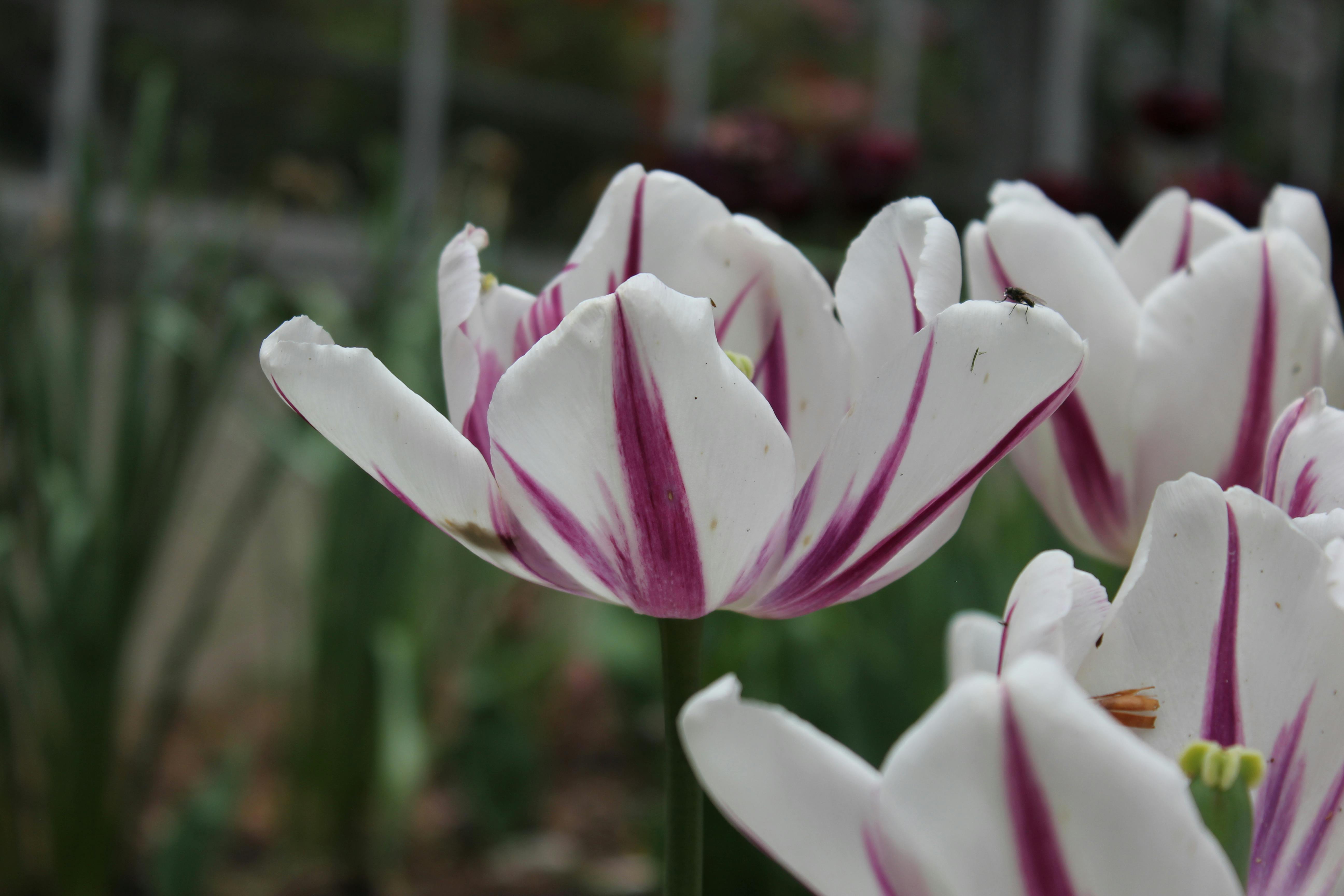 alex ohan - Photography