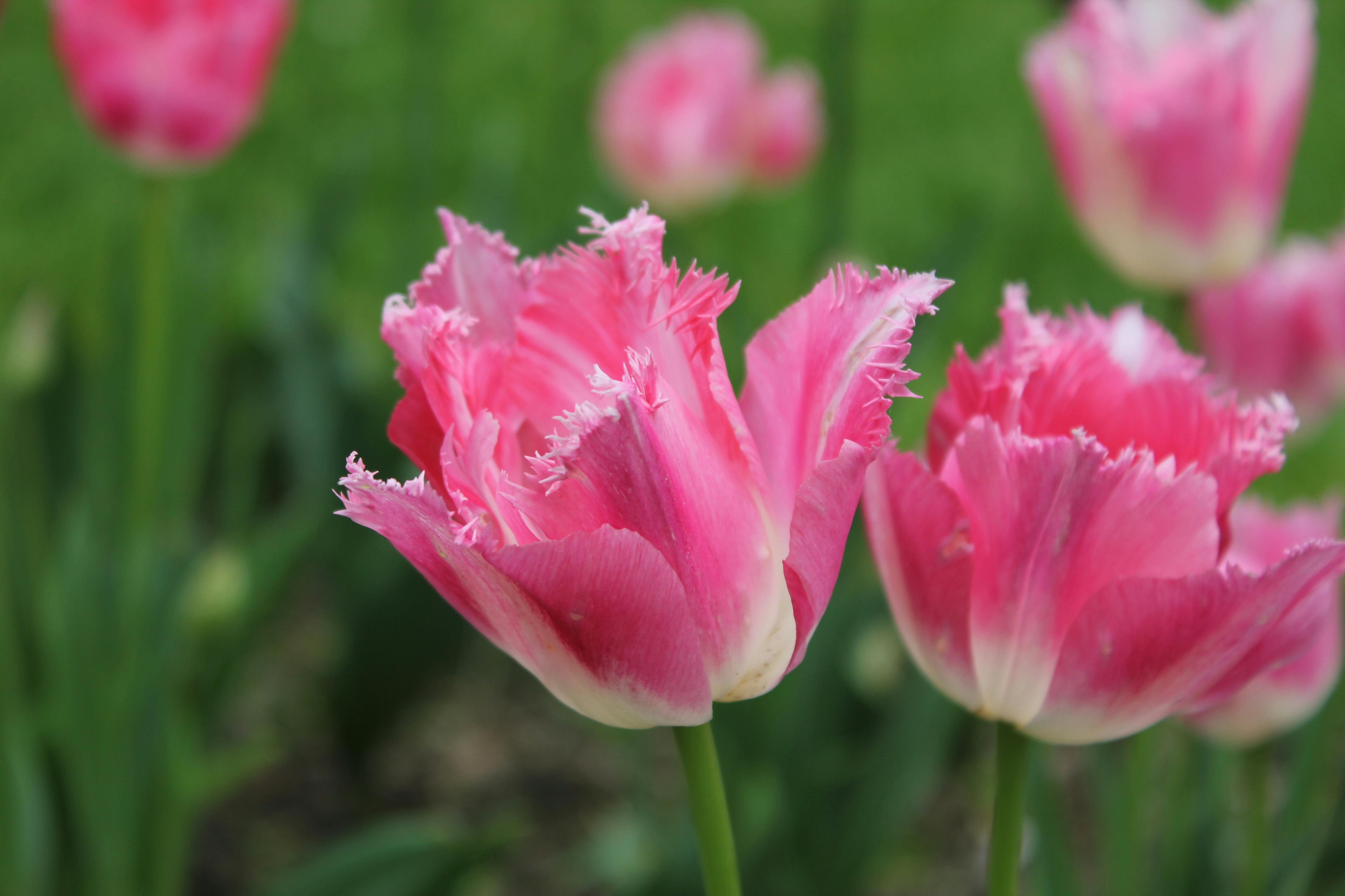 alex ohan - Photography