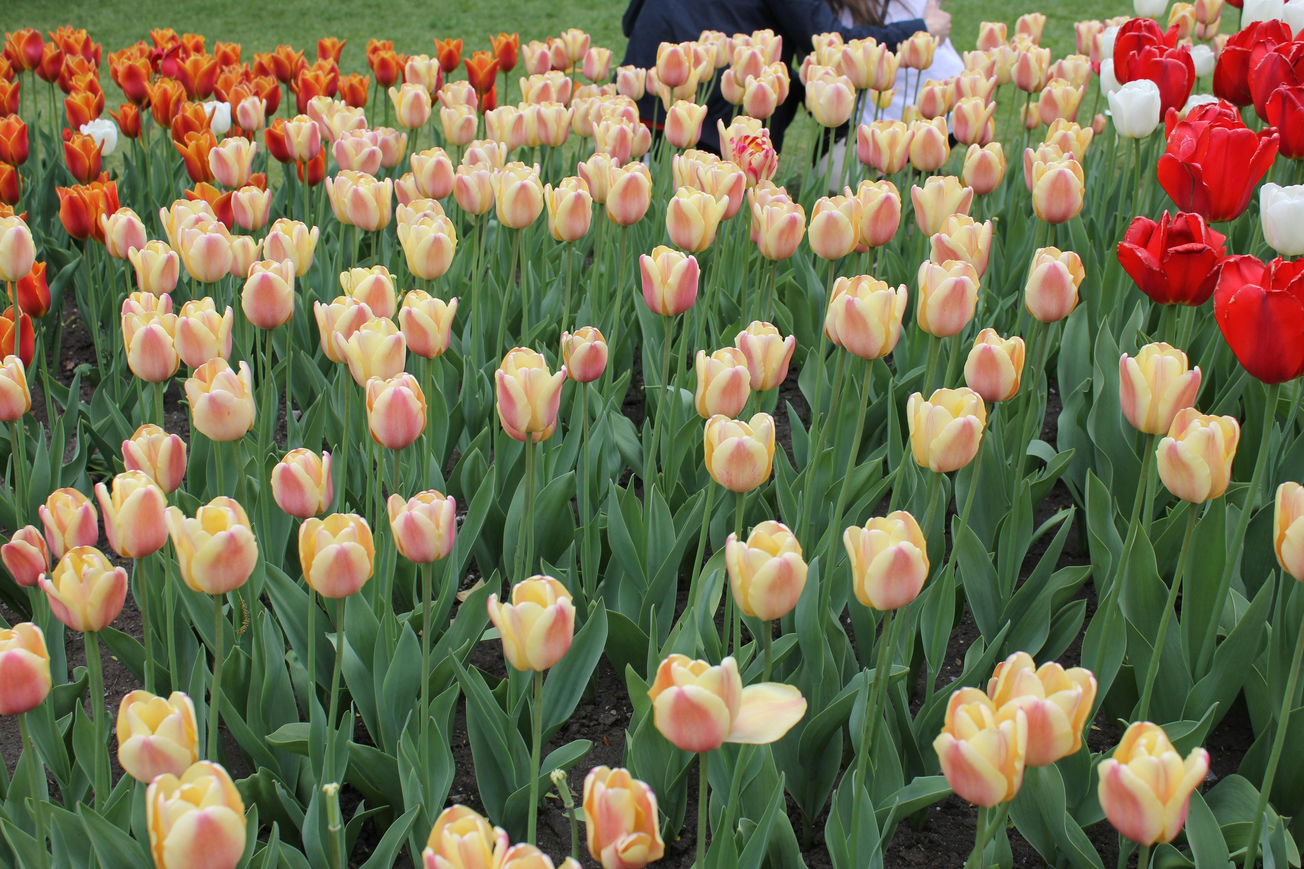 alex ohan - Photography