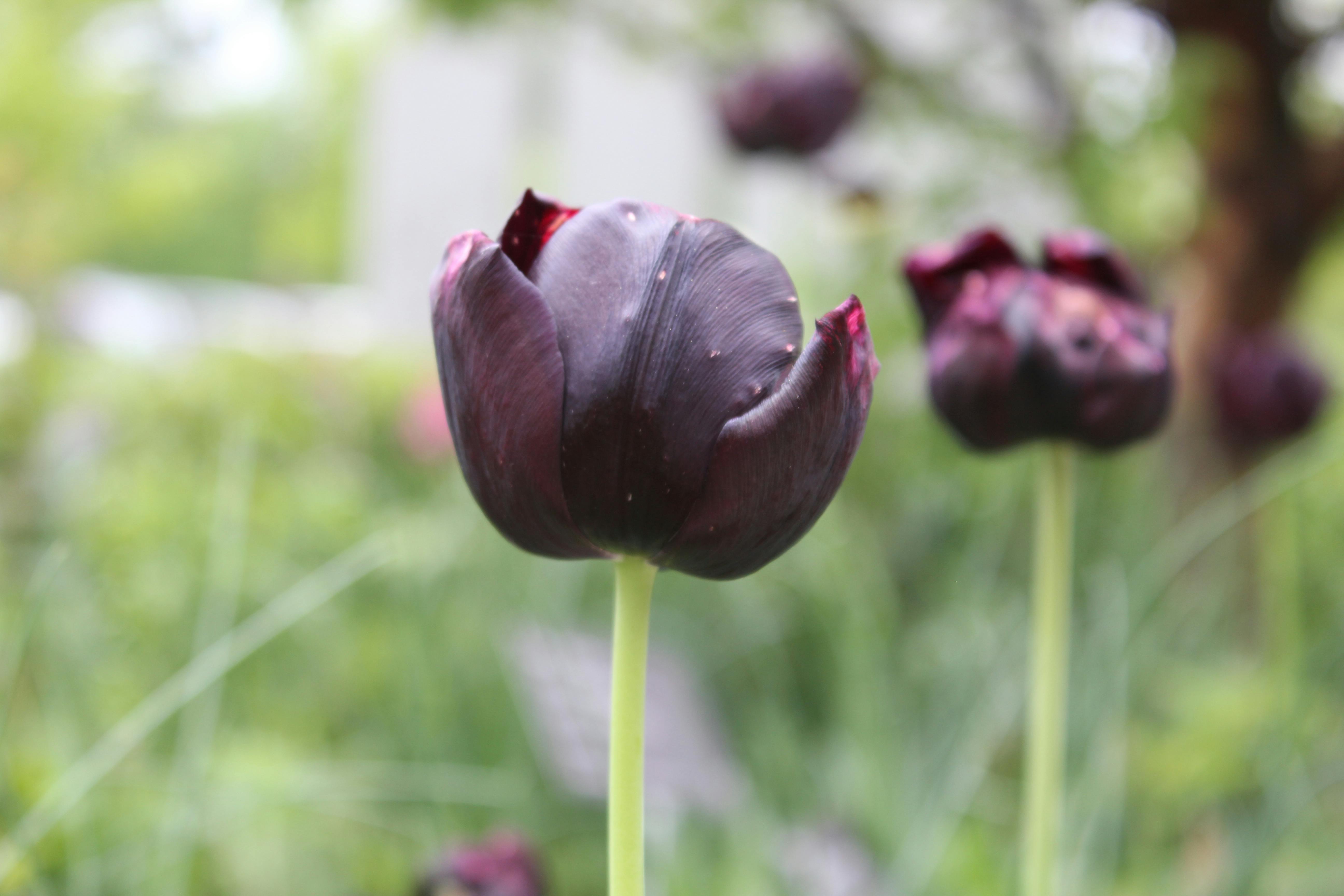 alex ohan - Photography