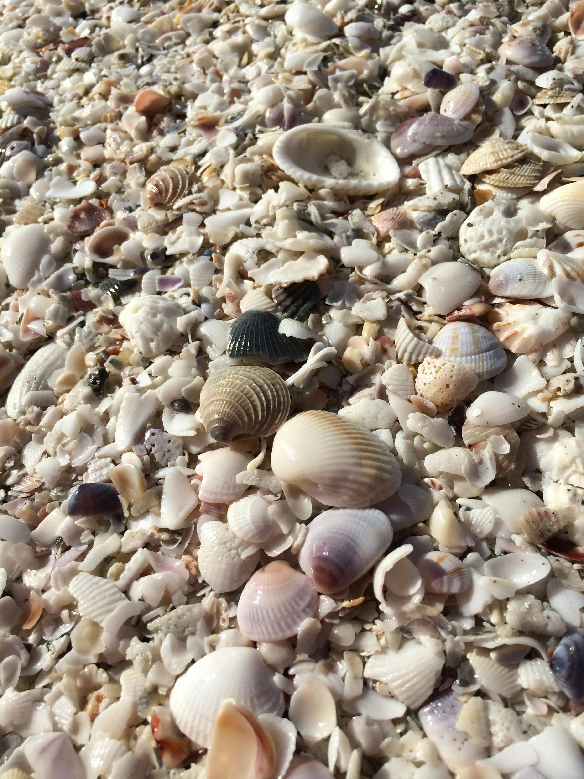 Kostenloses Foto zum Thema: muscheln, strand
