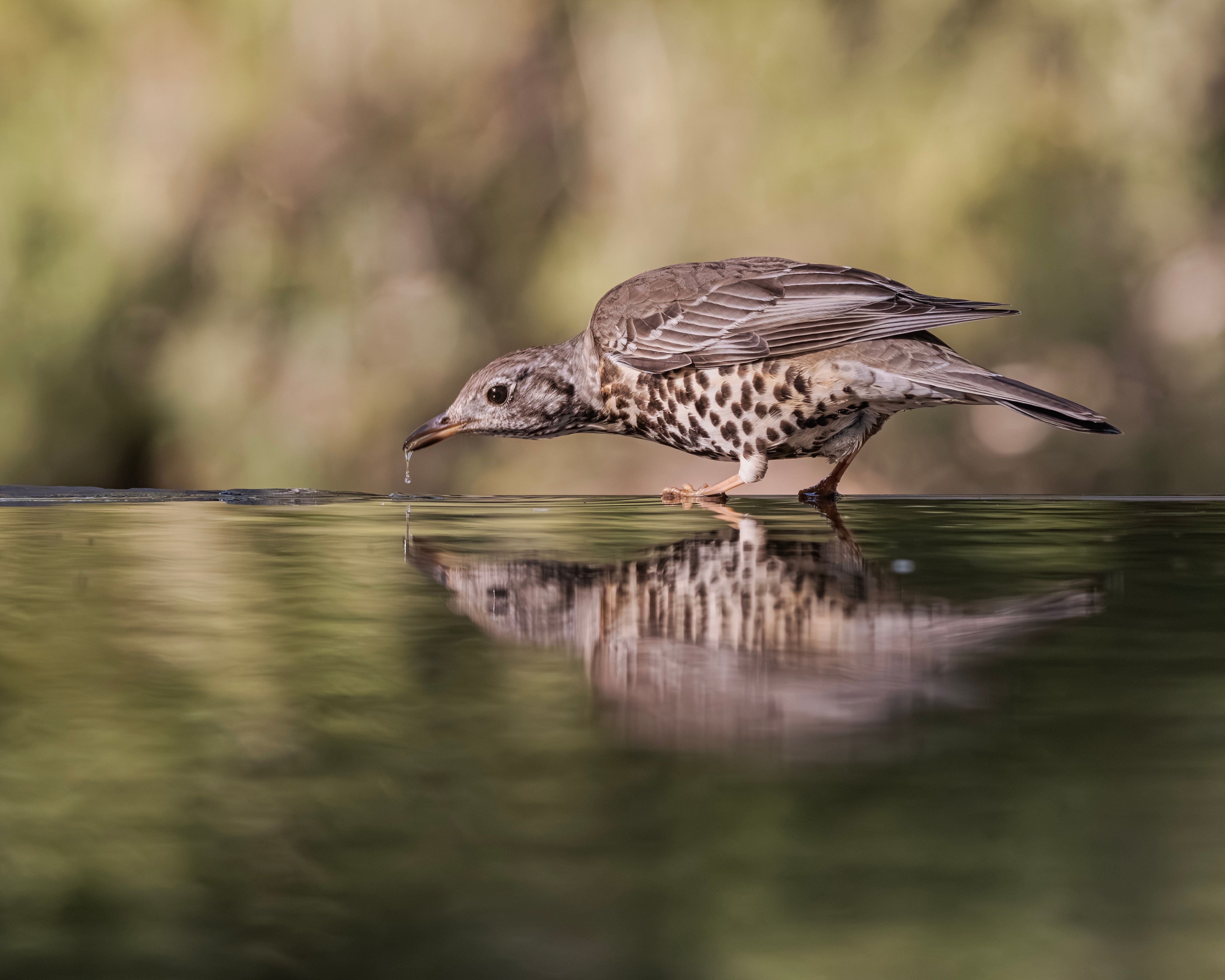 Brown Bird Sitting on the Edge Drinking Water · Free Stock Photo