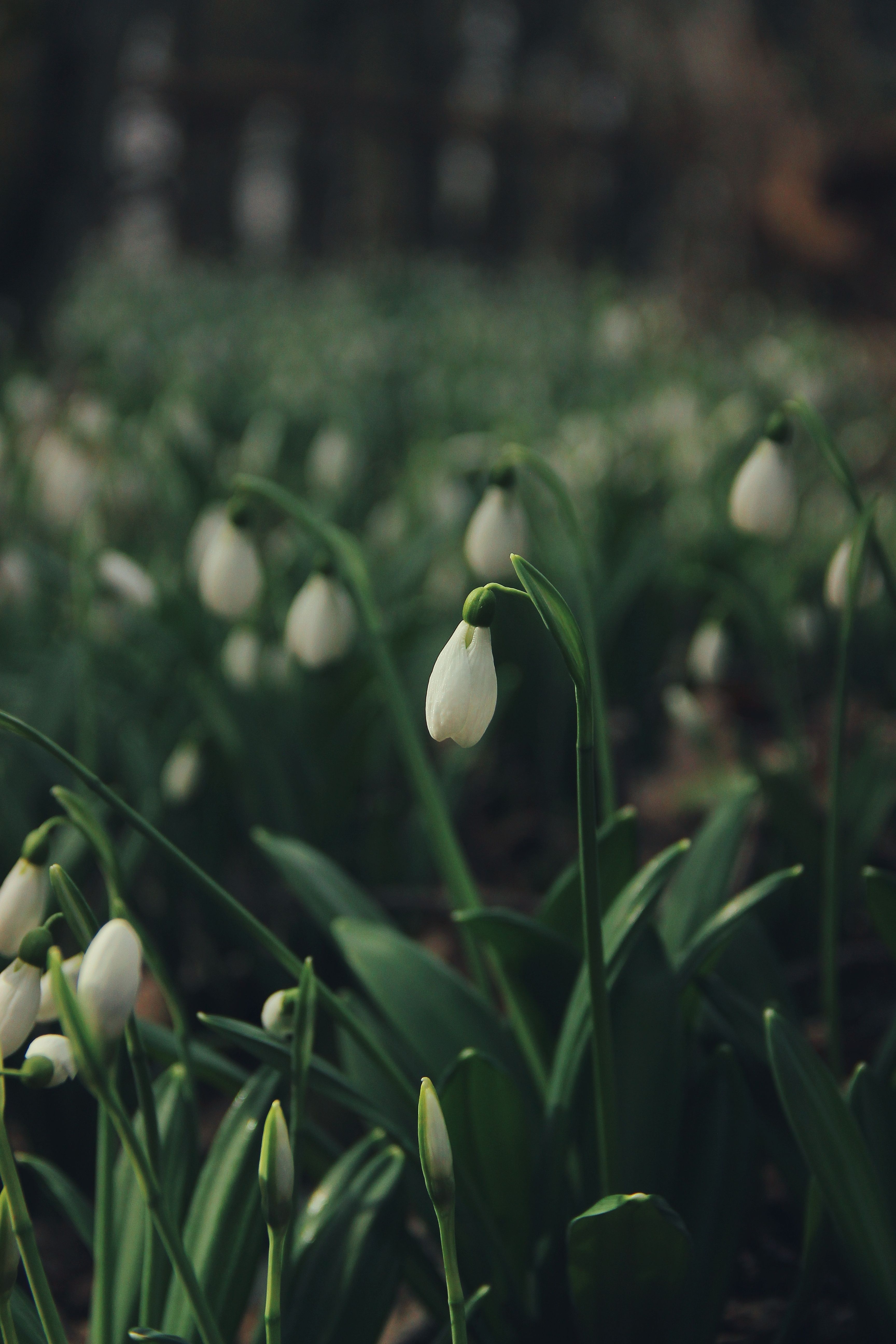 Close up of Snowdrops · Free Stock Photo