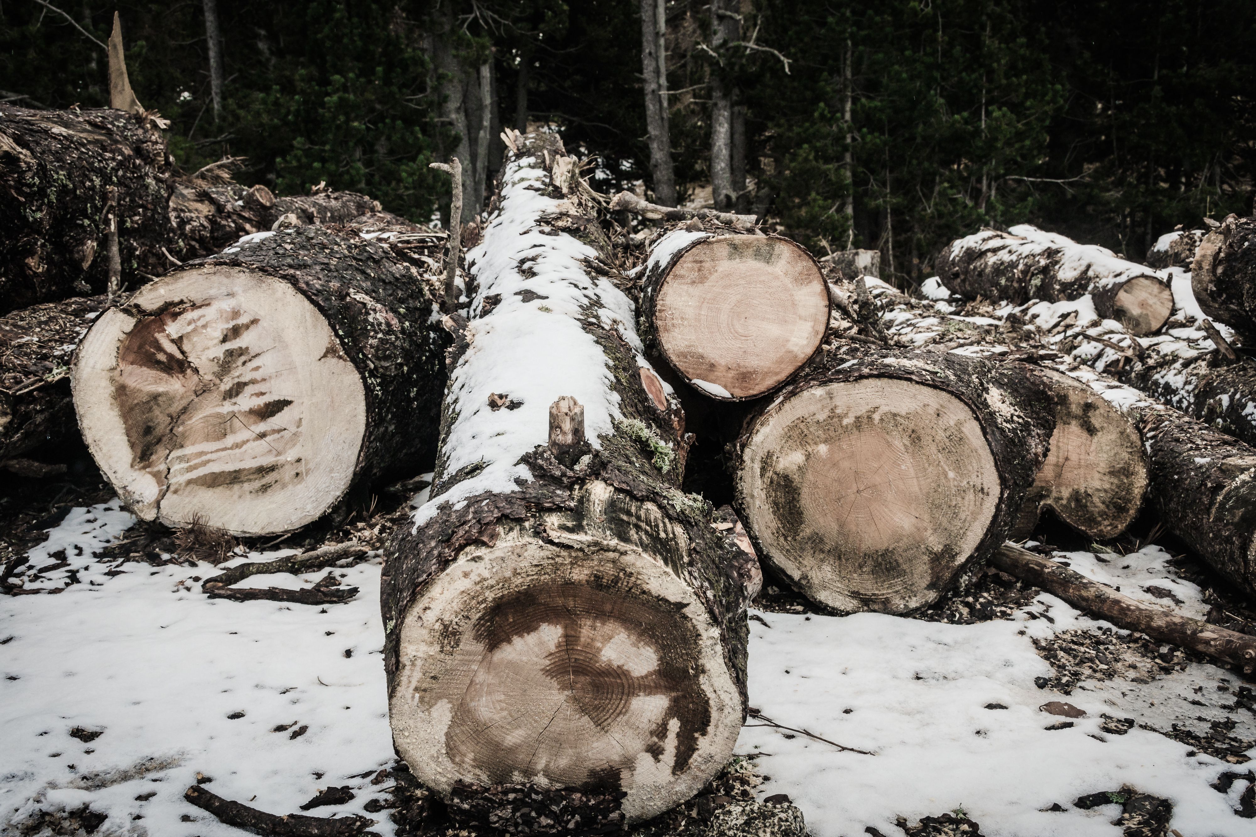 Timber Logs in Winter Forest · Free Stock Photo