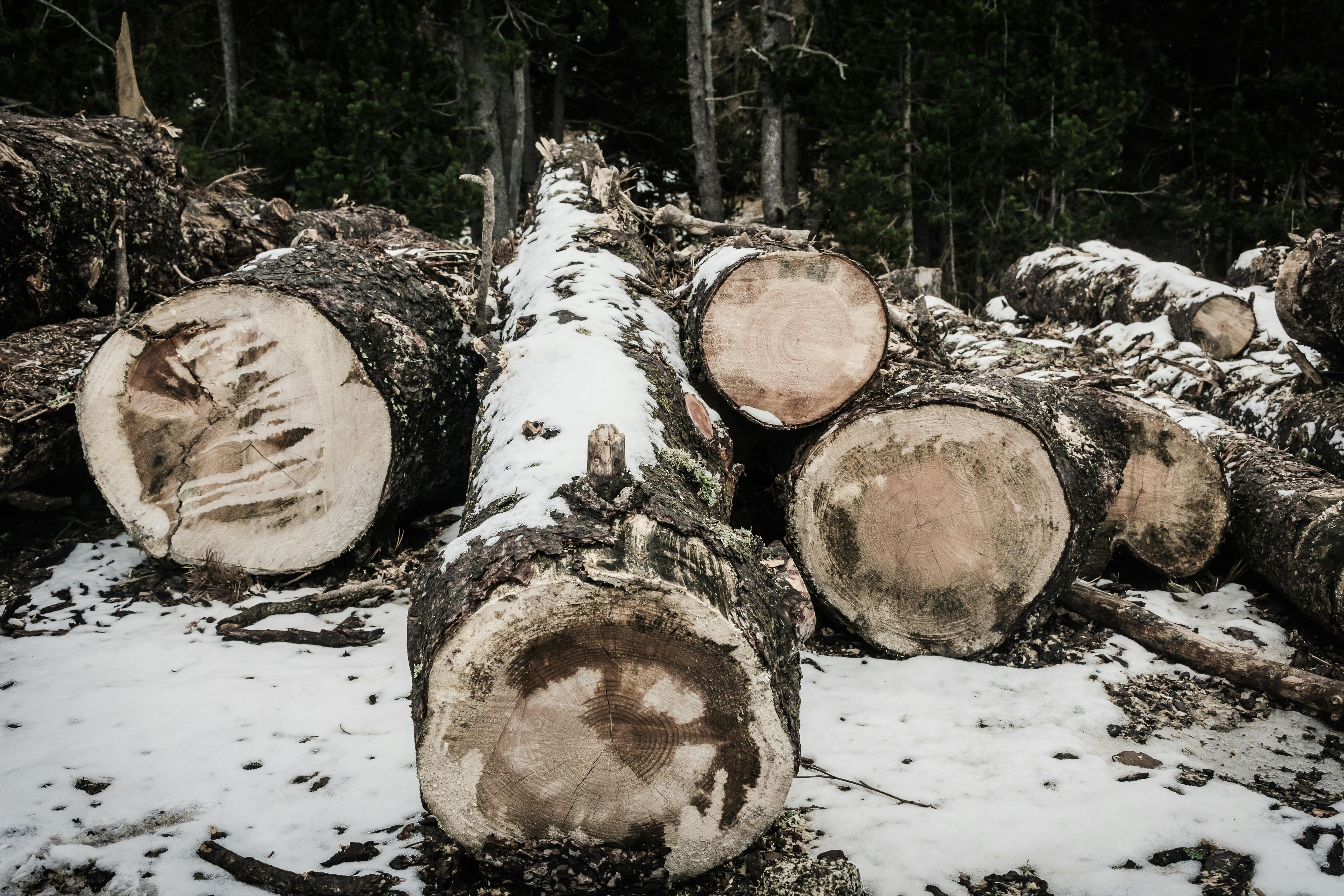 Raw Via Photos, Download The BEST Free Raw Via Stock Photos & HD Images