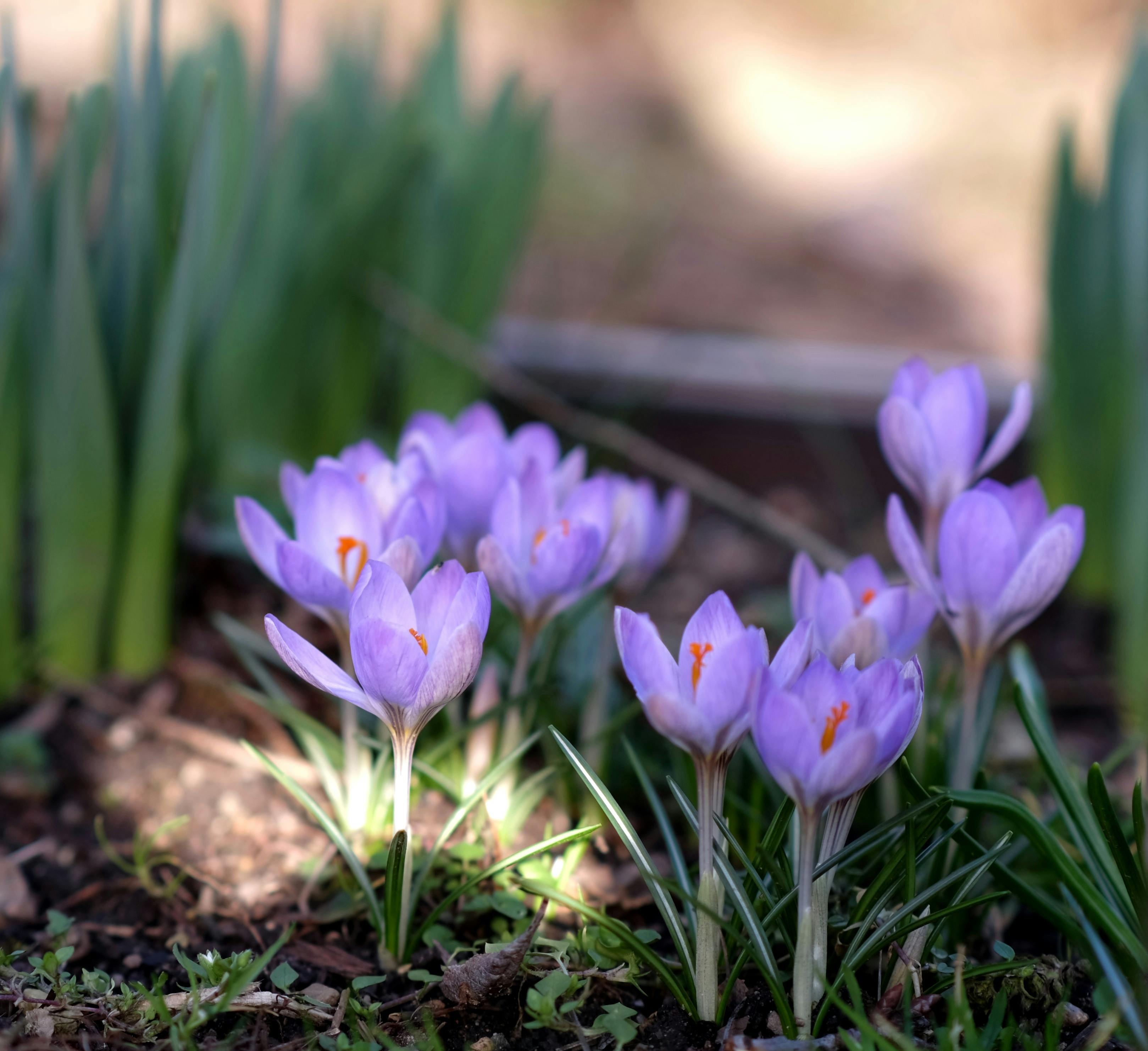 Close-up of Crocuses Growing in the Ground · Free Stock Photo