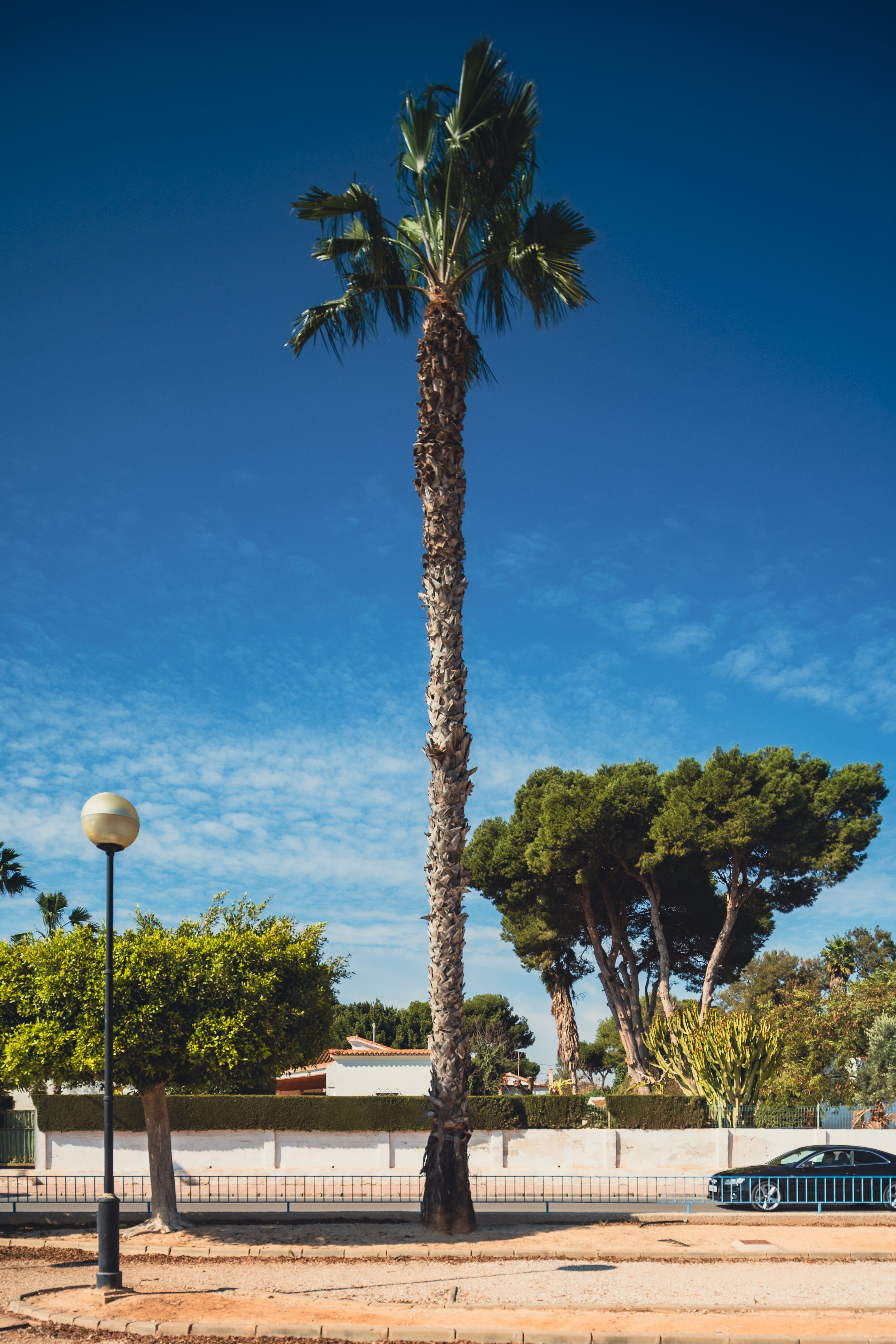 Palm Tree on Square in Tropical Town · Free Stock Photo
