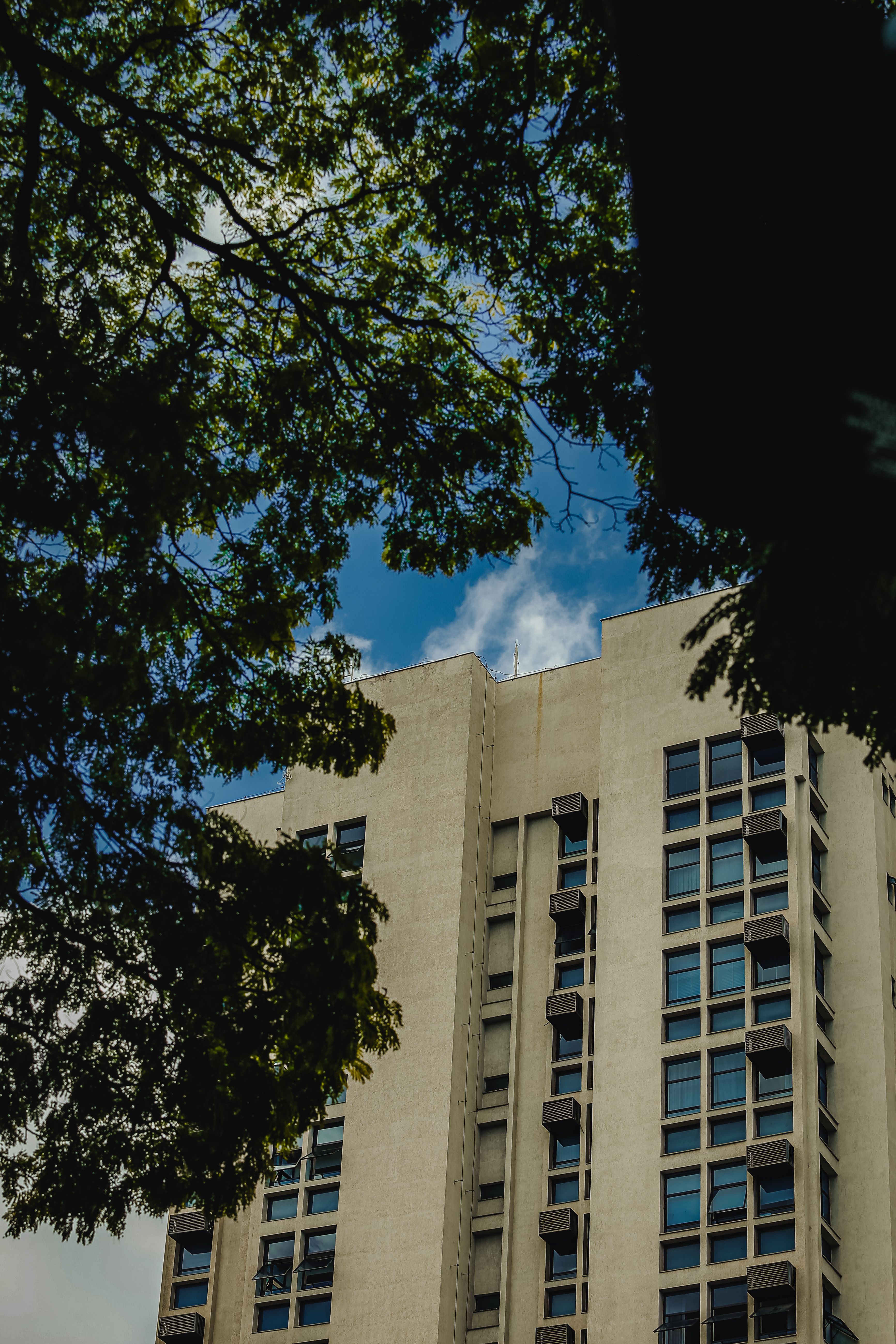 Foliage on Branches Against Office Building in City · Free Stock Photo