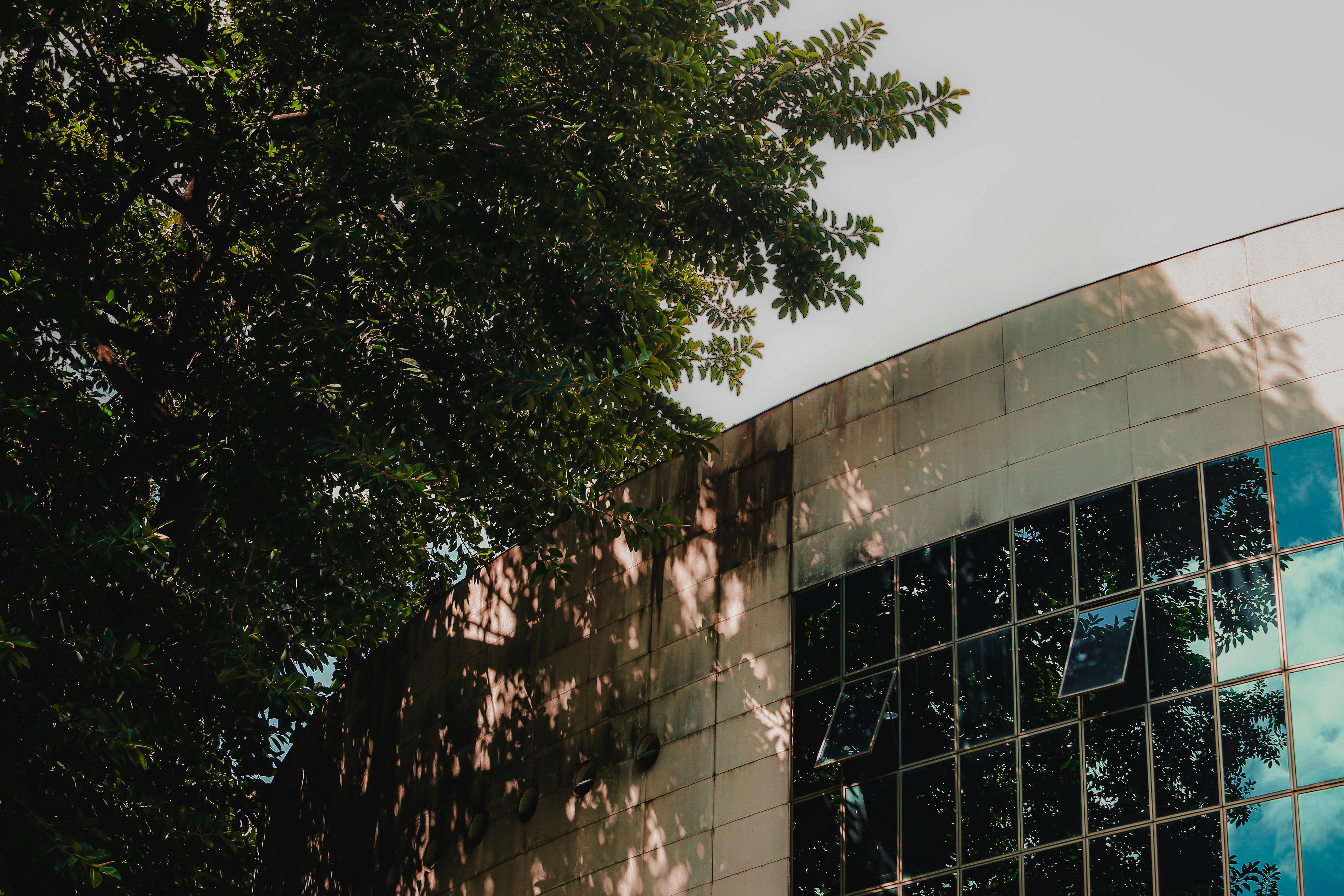 Tree near Building Wall · Free Stock Photo