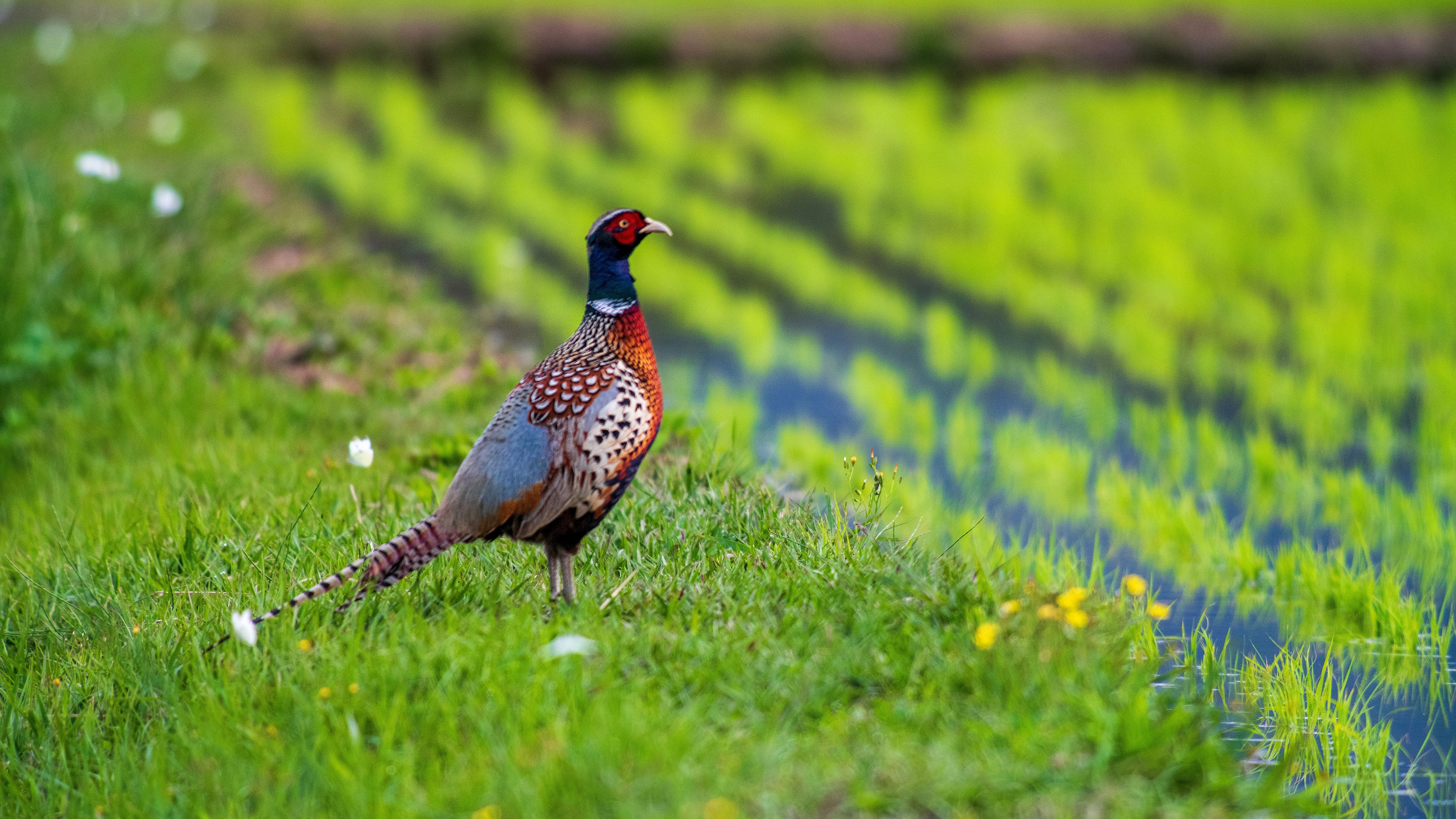 Pheasant on Field · Free Stock Photo