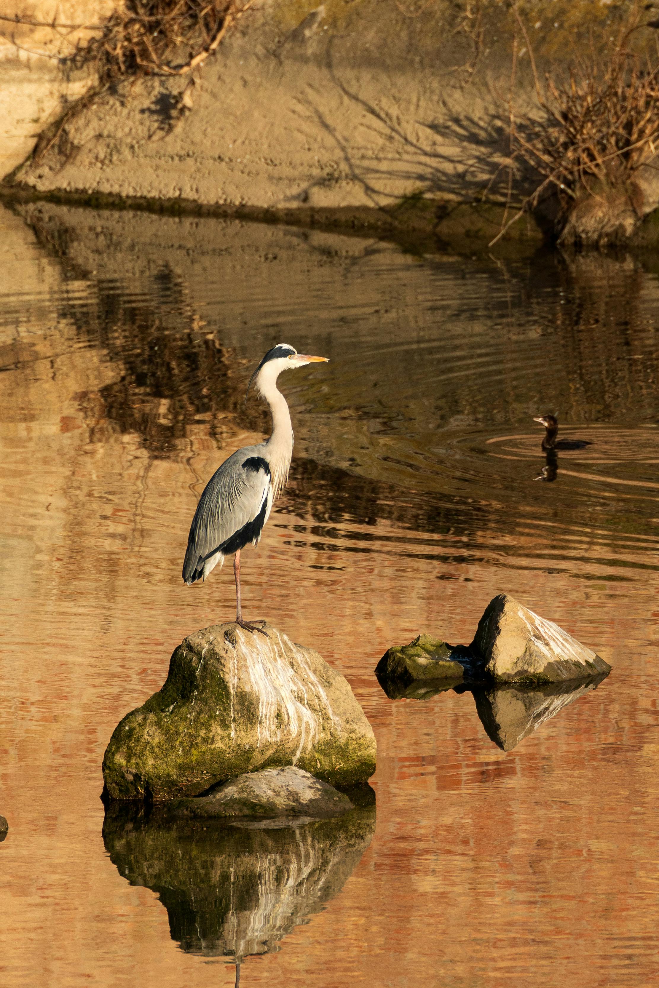 Phoenix Az Photos, Download The BEST Free Phoenix Az Stock Photos & HD ...