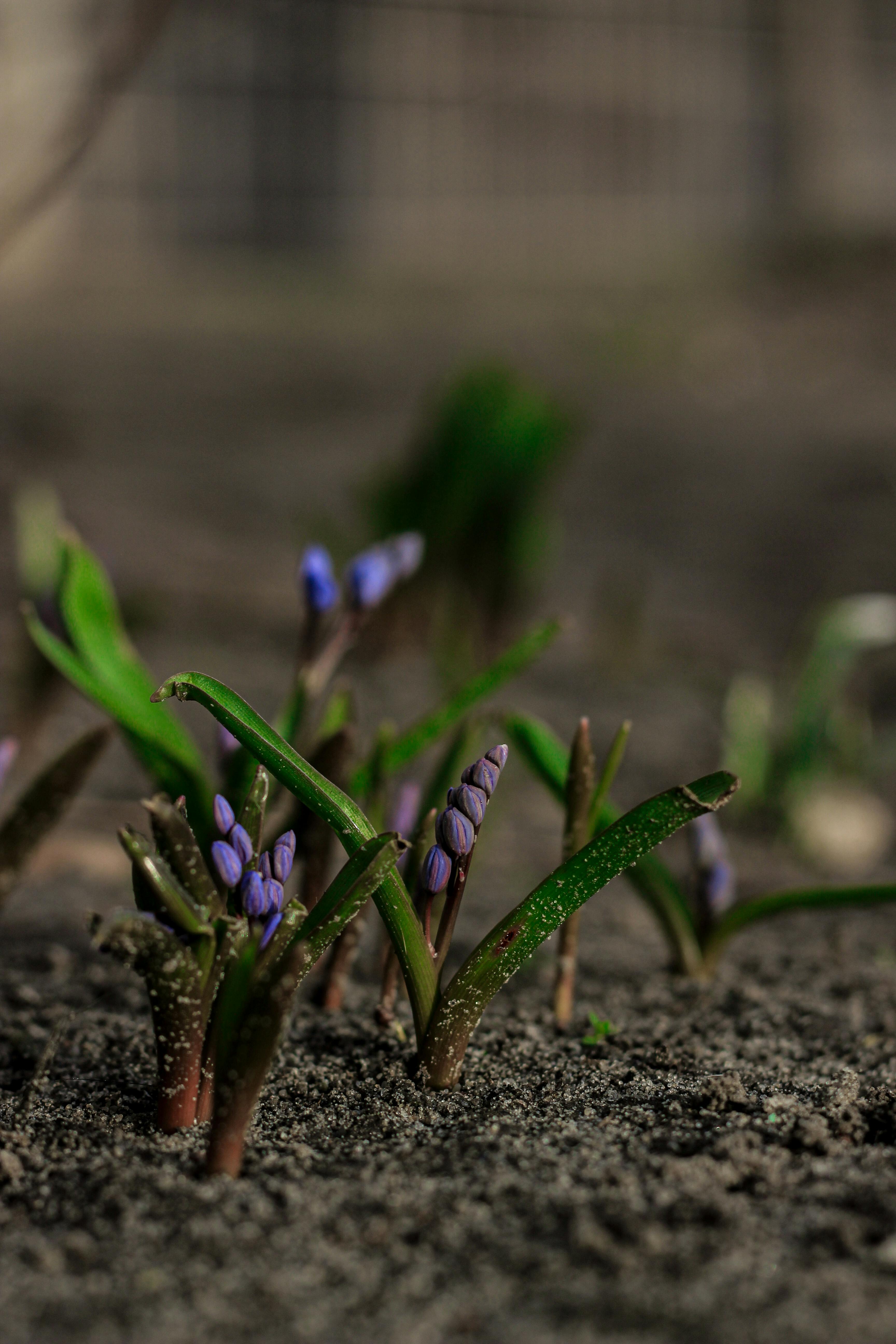 Two-Leaf Squills Budding Outdoors · Free Stock Photo