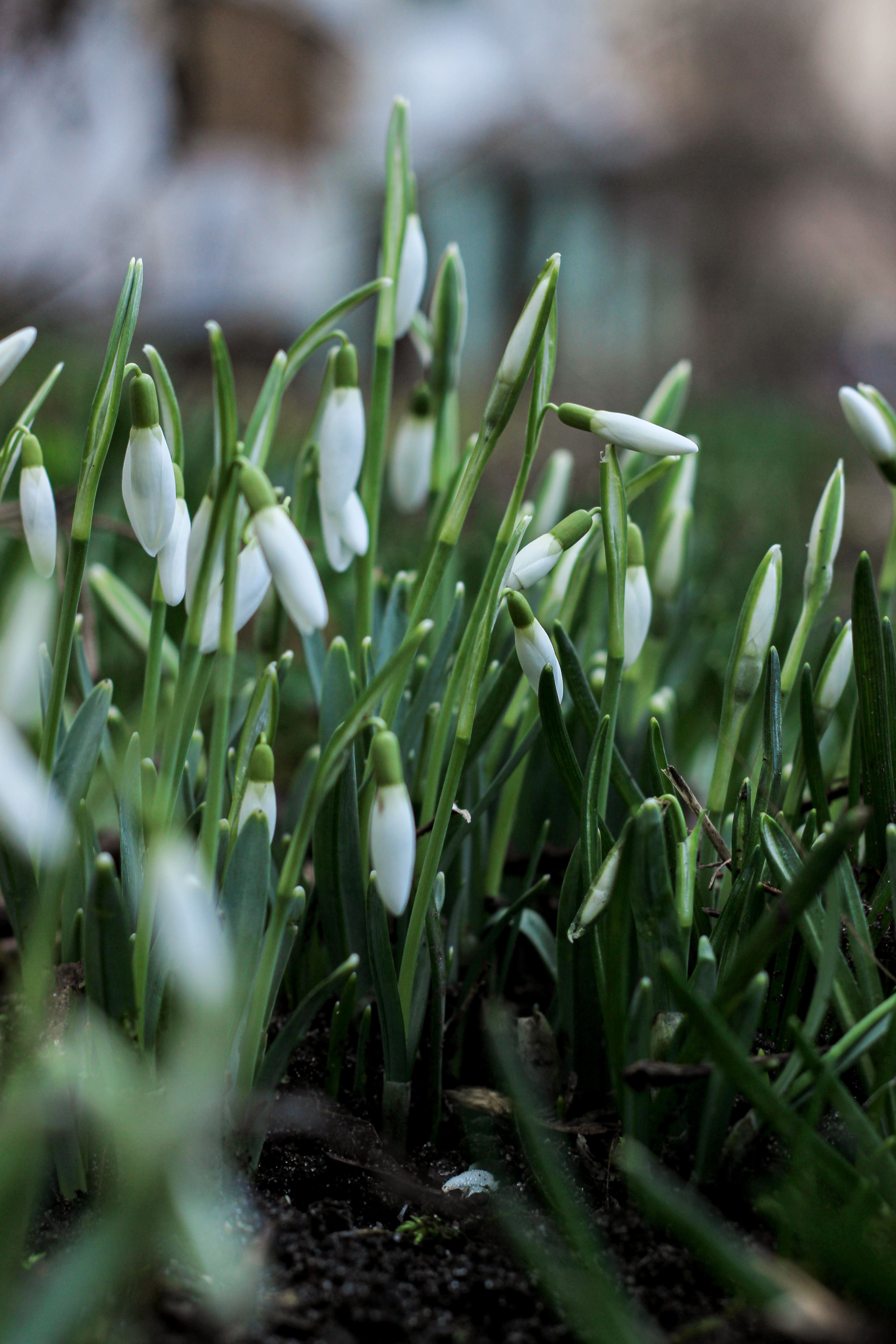 Snowdrops in a Forest · Free Stock Photo