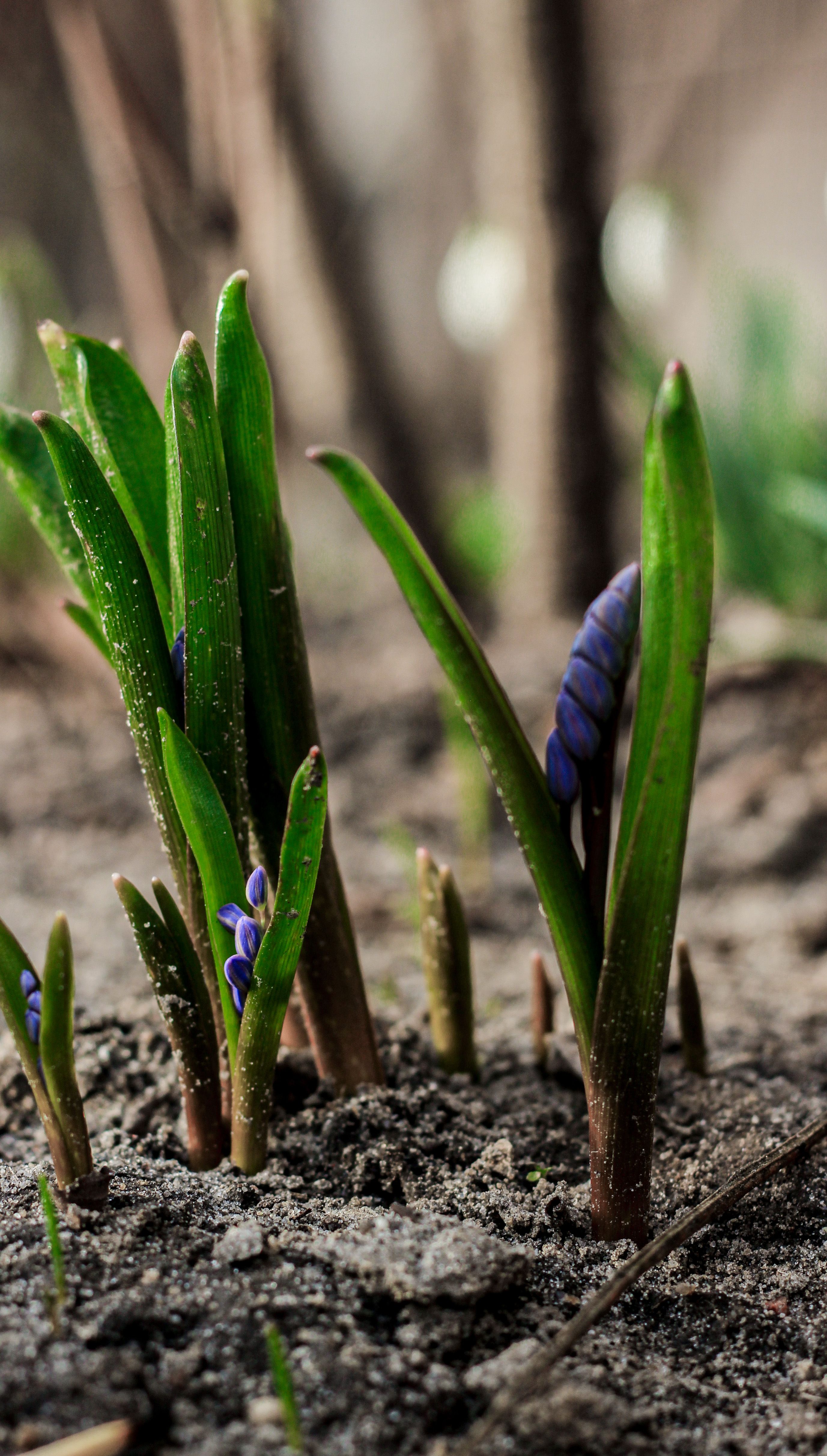 Flowers and Plants in Ground · Free Stock Photo