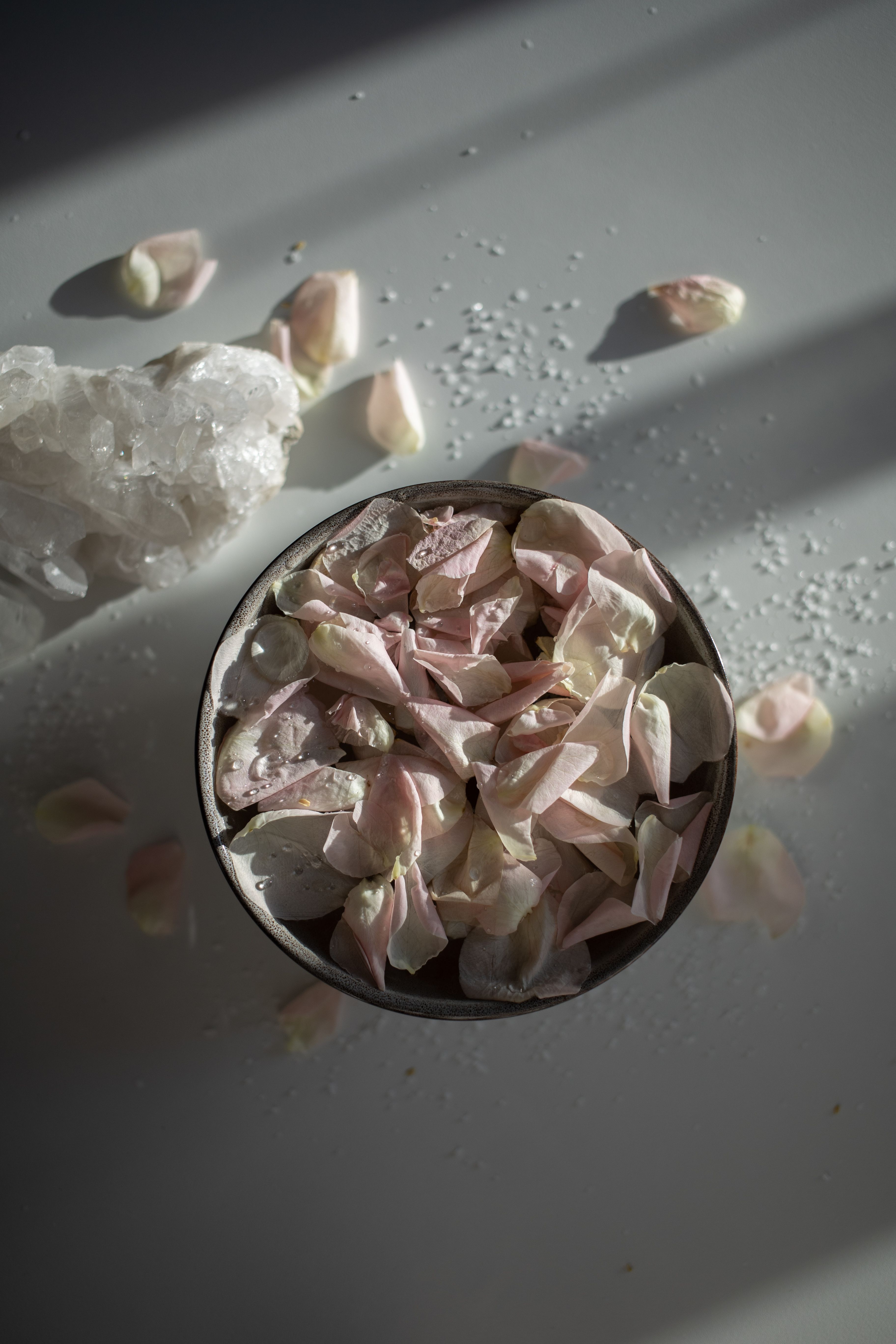 Cornflower Petals and Flower Head Scattered · Free Stock Photo