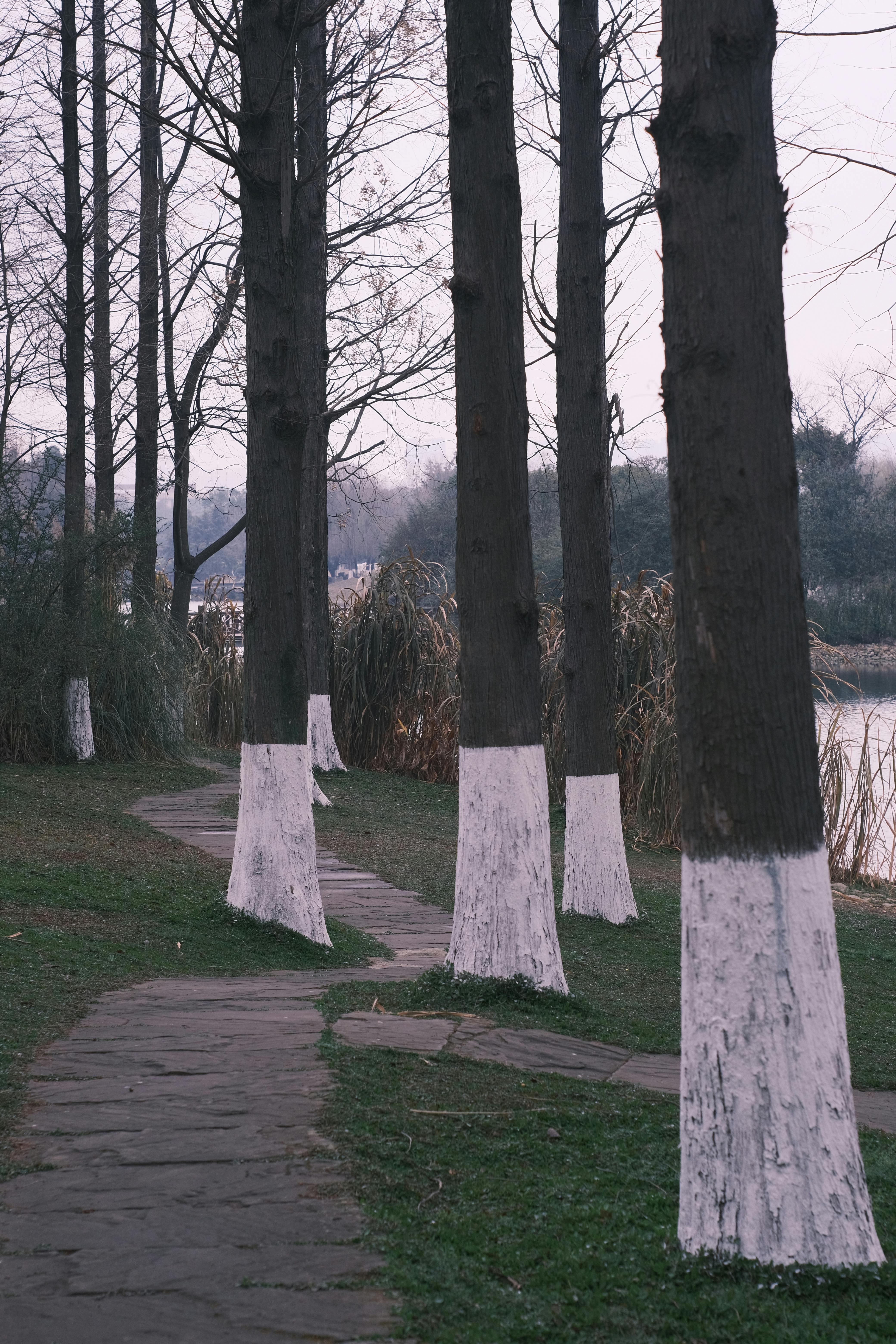 Path Among Trees in a Park · Free Stock Photo