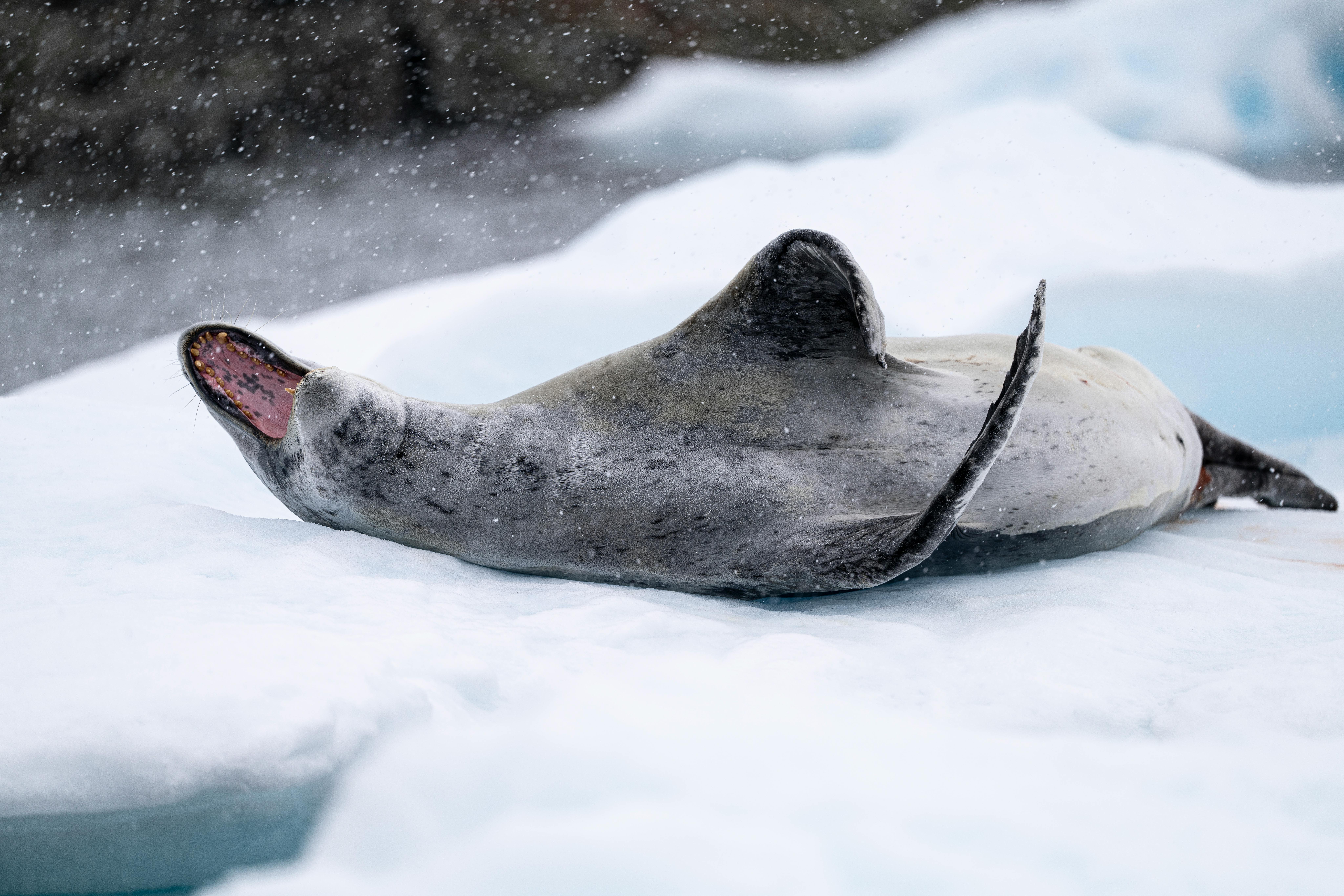 Seal Lying Down on Snow · Free Stock Photo