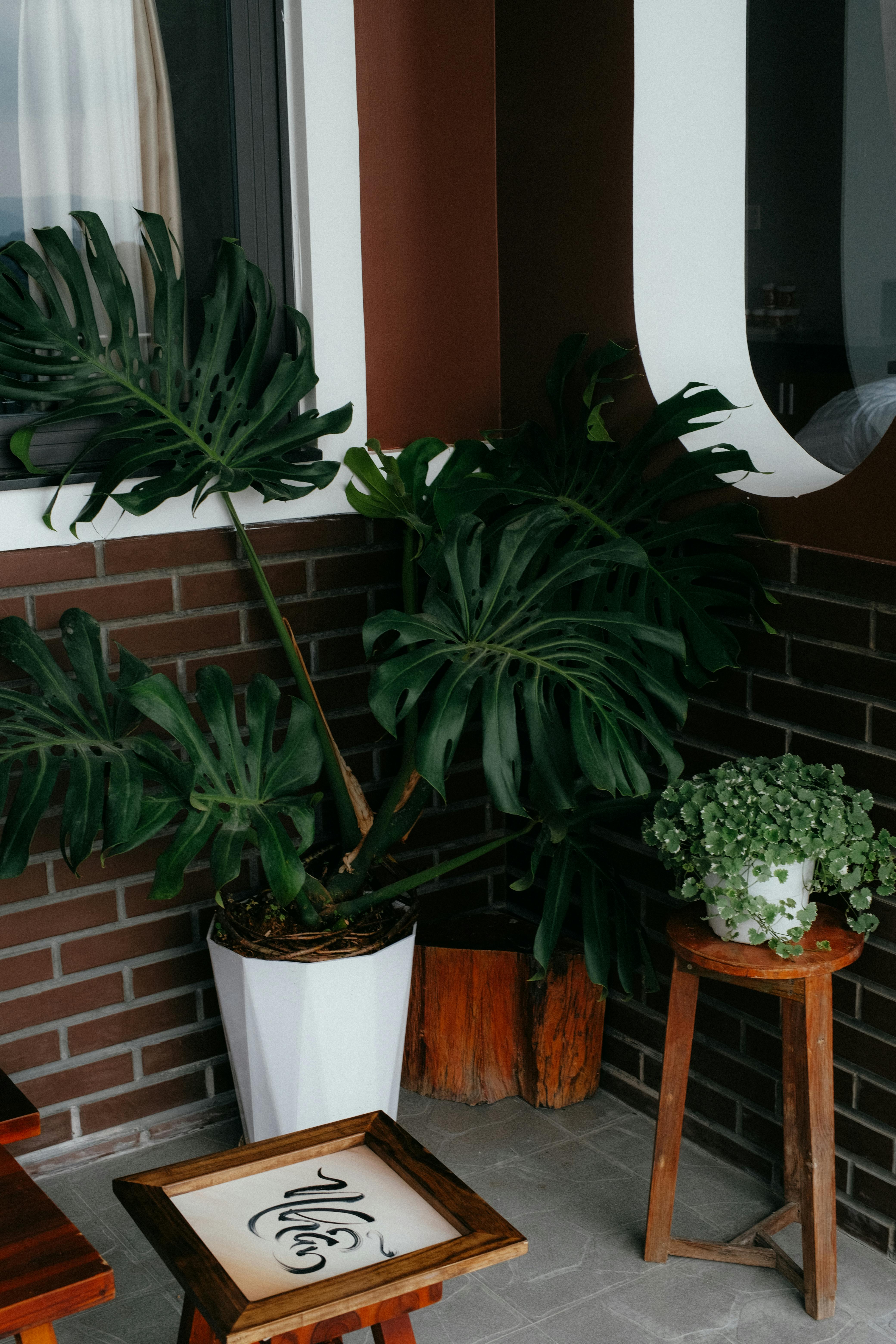 Macrophylla Pothos Photos, Download The BEST Free Macrophylla Pothos ...