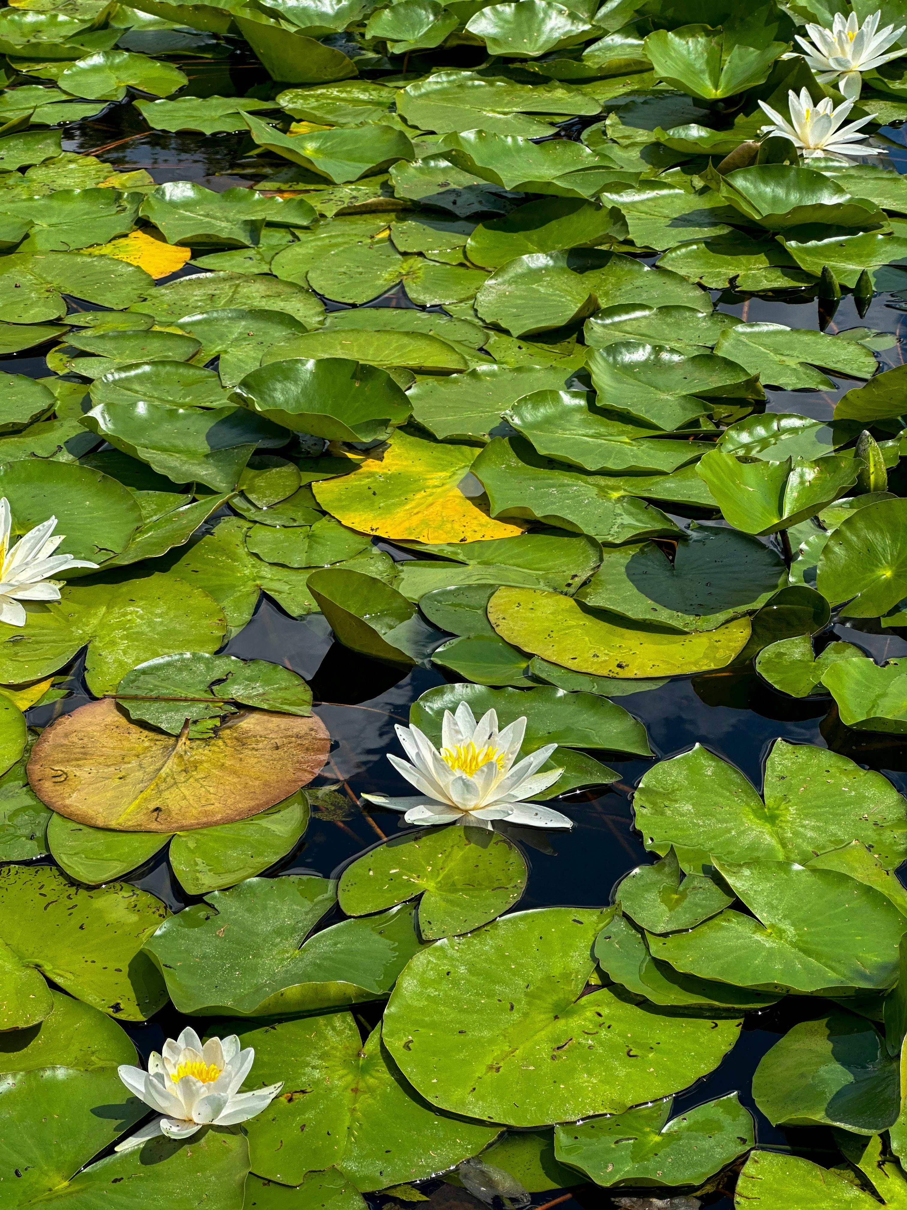 Lotus Flowers in Swamp · Free Stock Photo