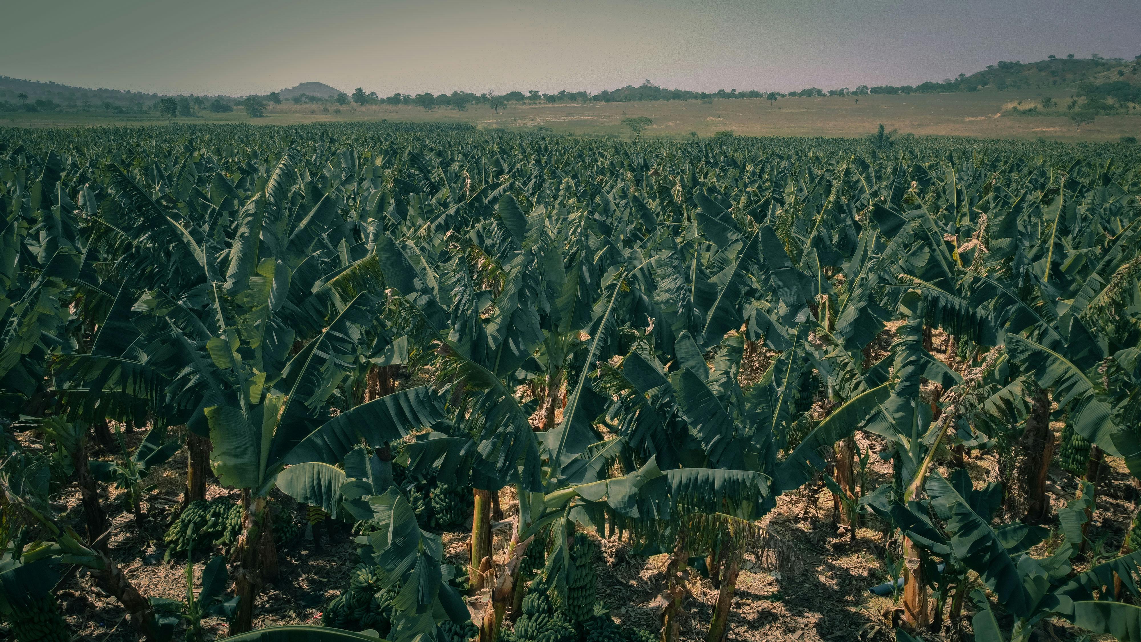 Field of Cavendish Banana · Free Stock Photo