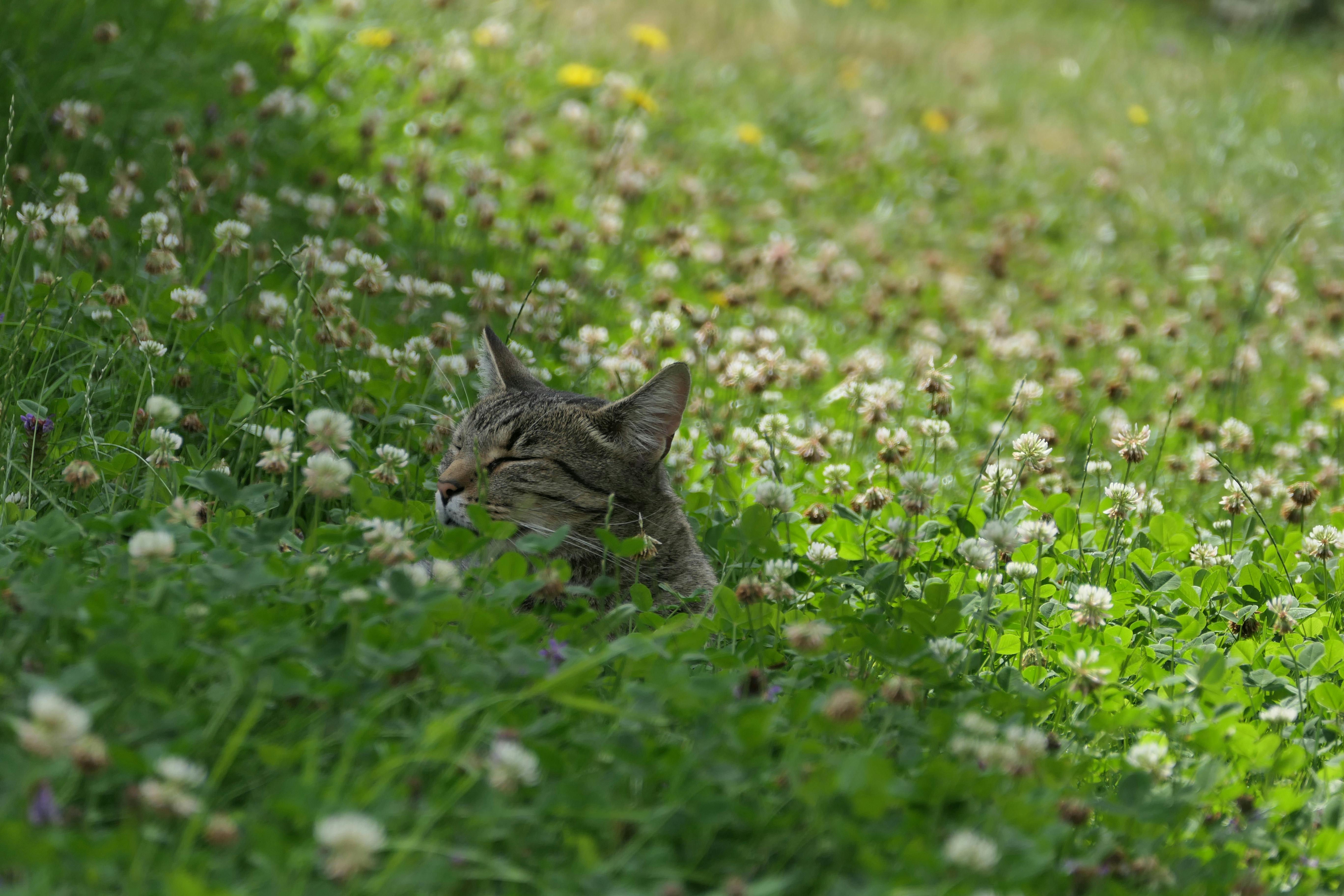 Field Cat Photos, Download The BEST Free Field Cat Stock Photos & HD Images