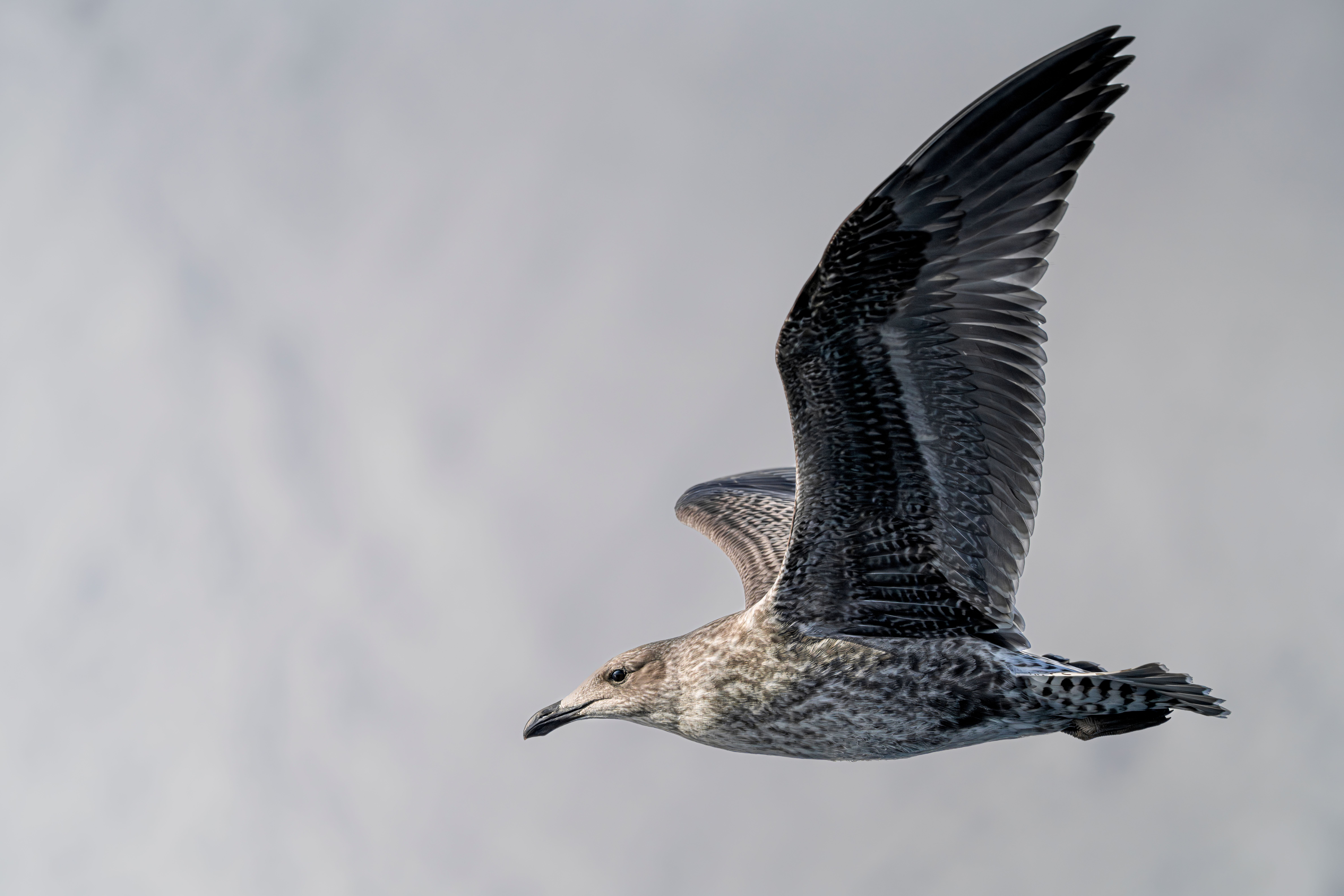 A Great Black-Backed Gull · Free Stock Photo