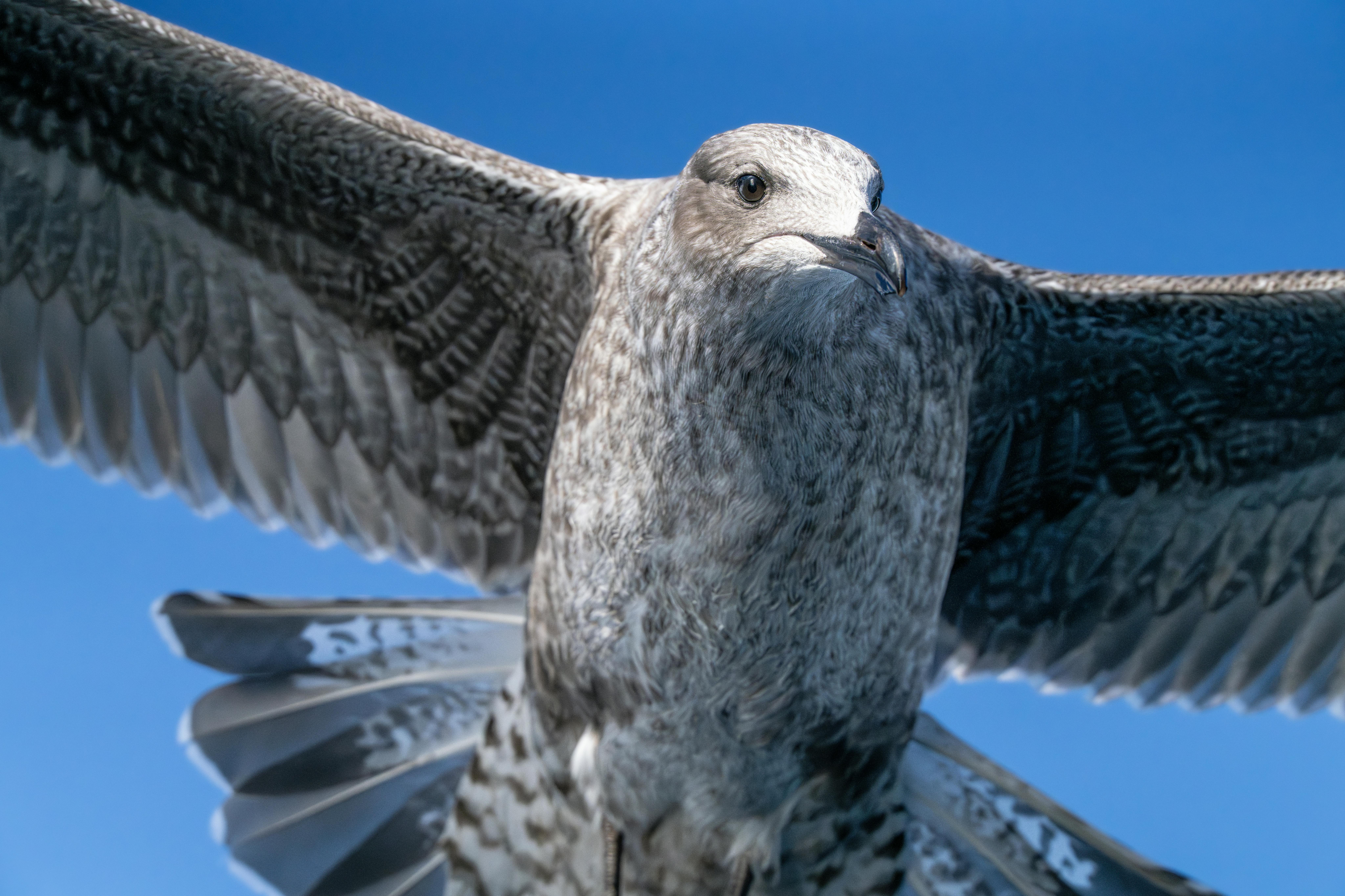A Bird Flying · Free Stock Photo