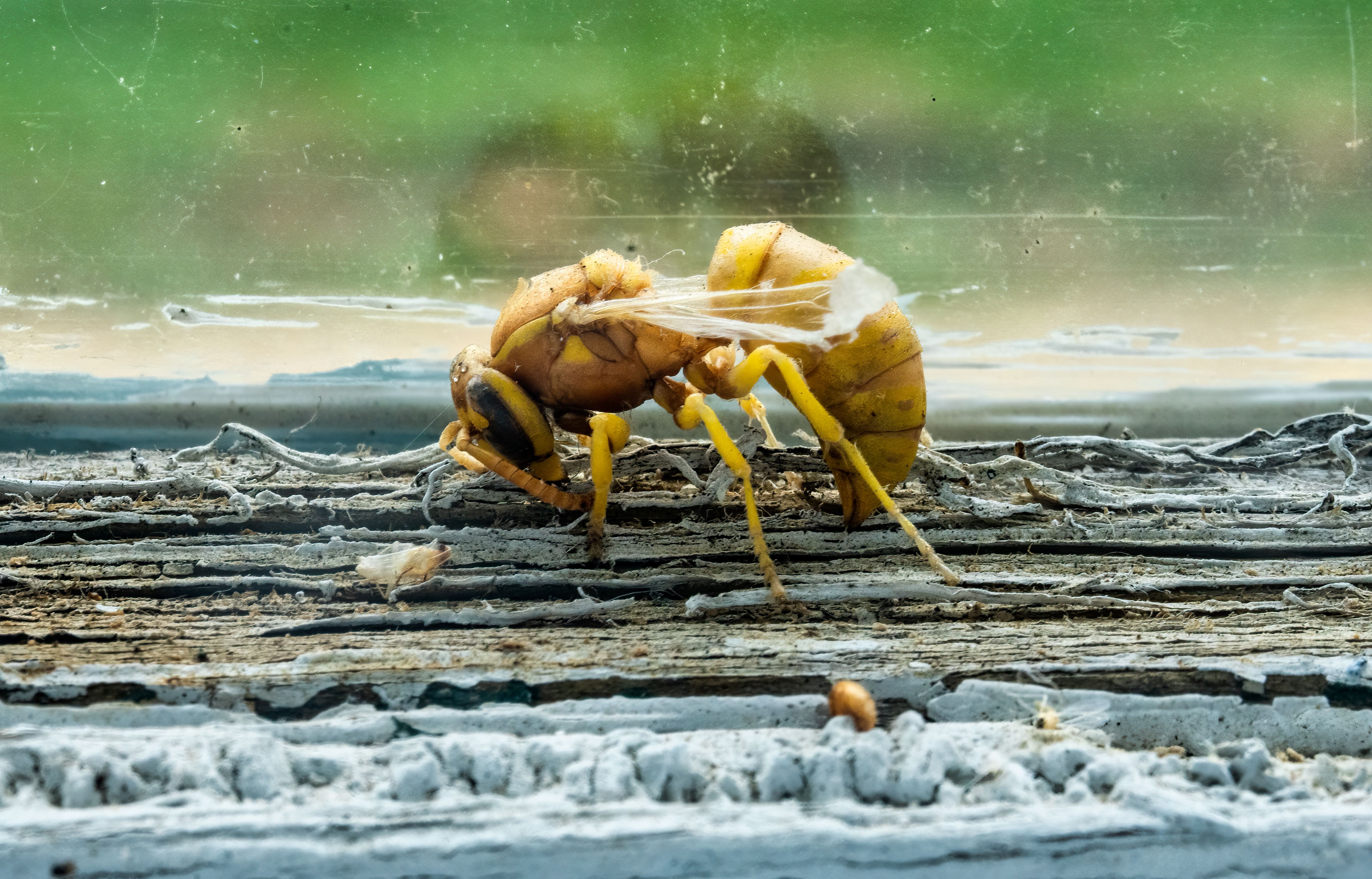 Close-Up of a Yellow Wasp · Free Stock Photo