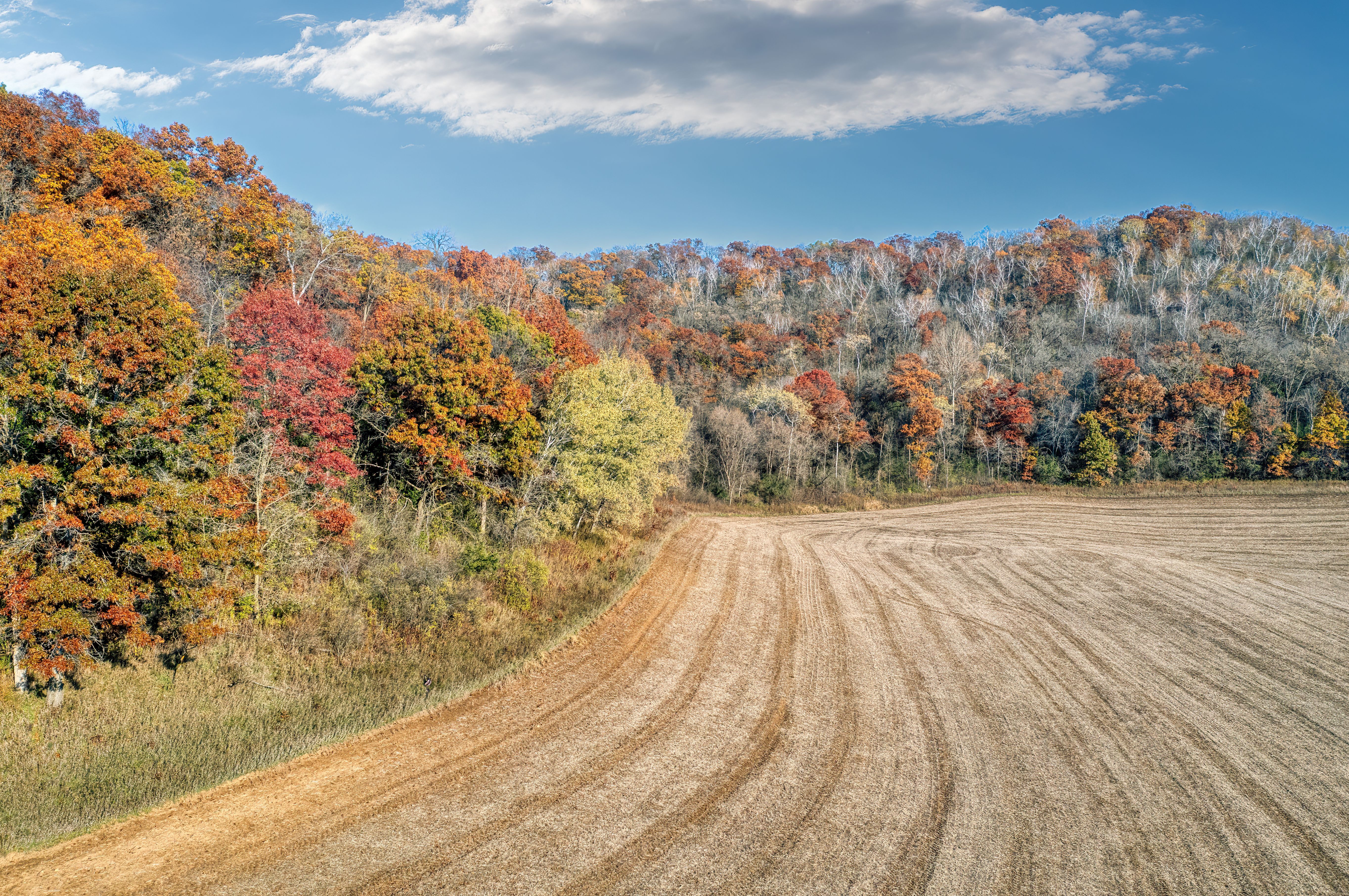 Empty Field at the Edge of an Autumn Forest · Free Stock Photo