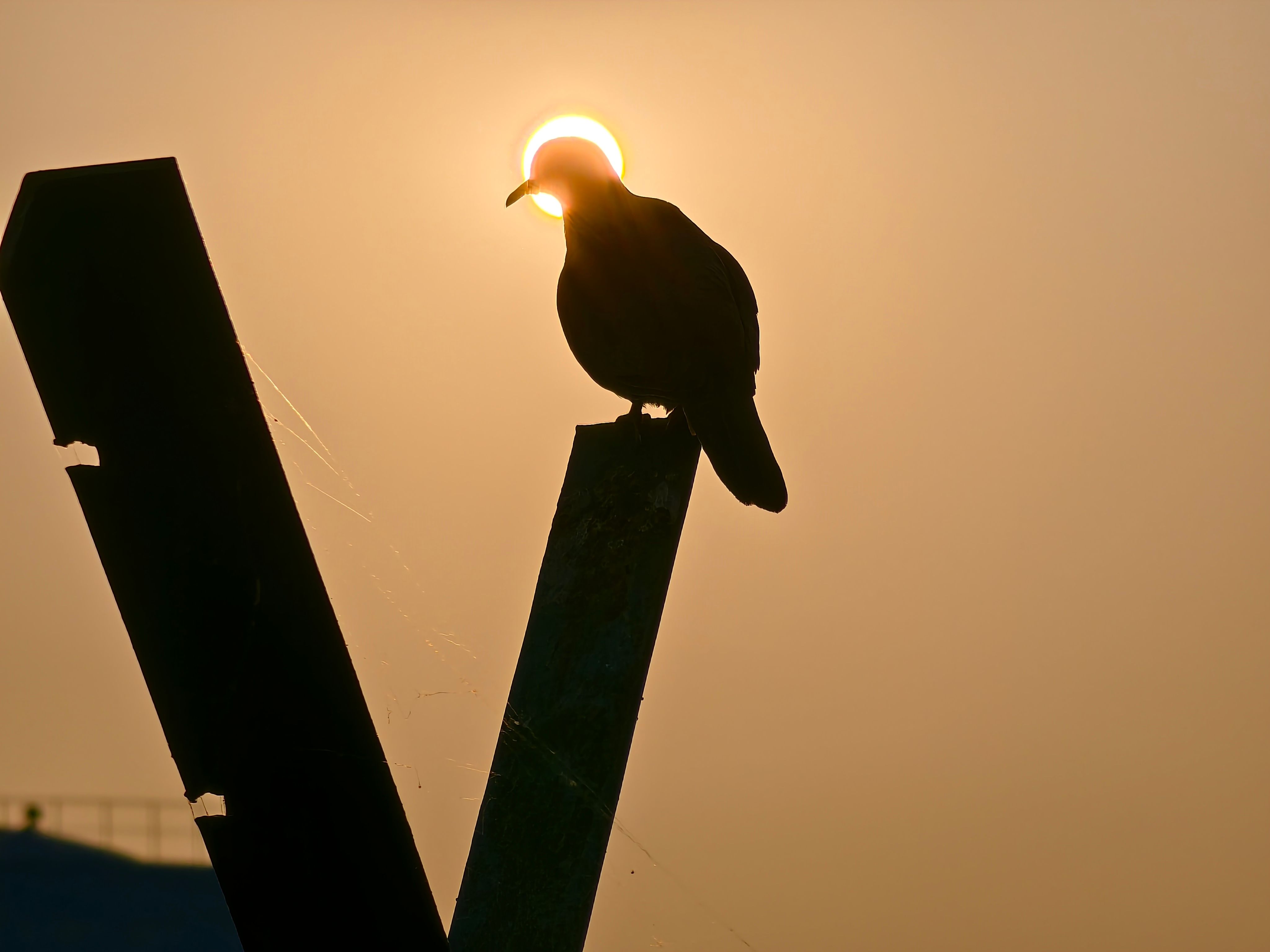 Garuda - Photography